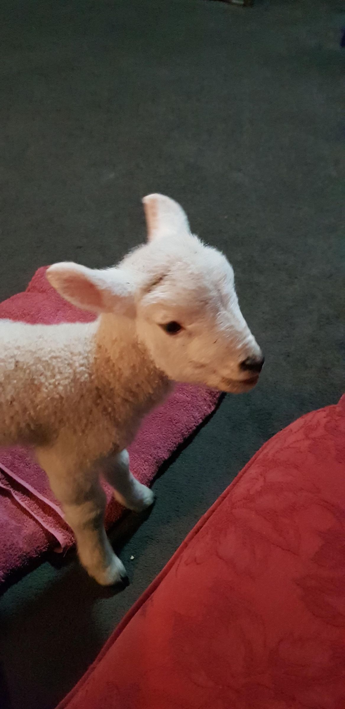 Raising Orphan Lambs : 4 Steps (with Pictures) - Instructables
