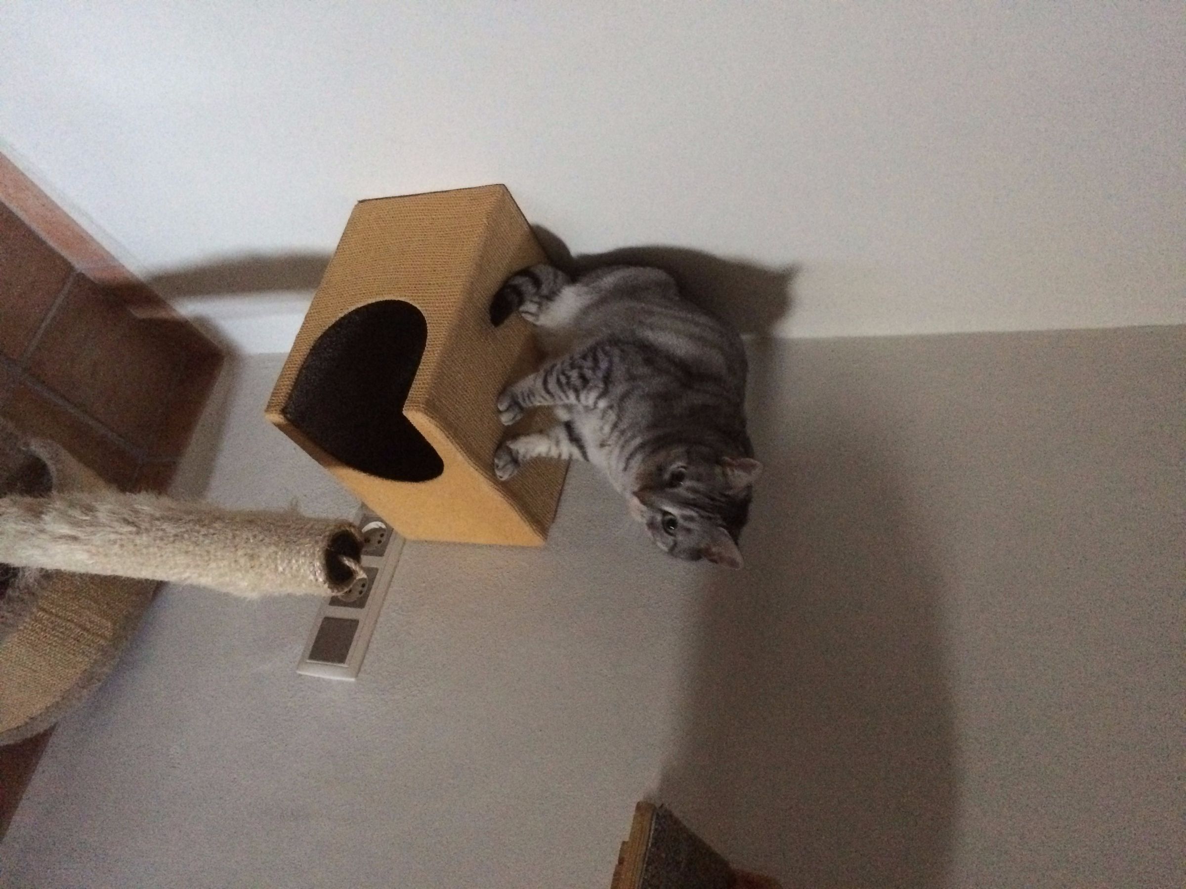 Cats' Corner : 10 Steps - Instructables