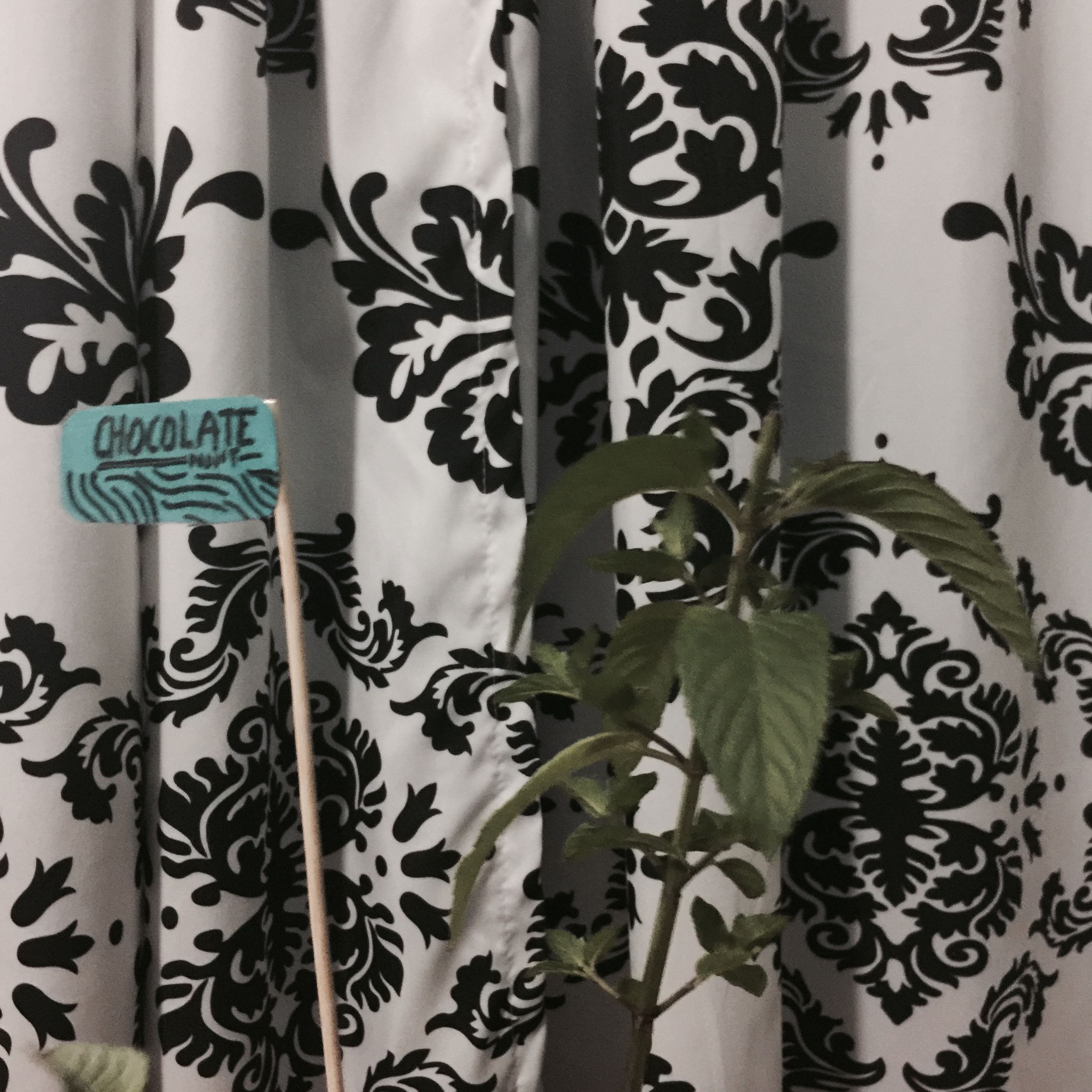 Minty Cold Brew Coffee : 6 Steps - Instructables