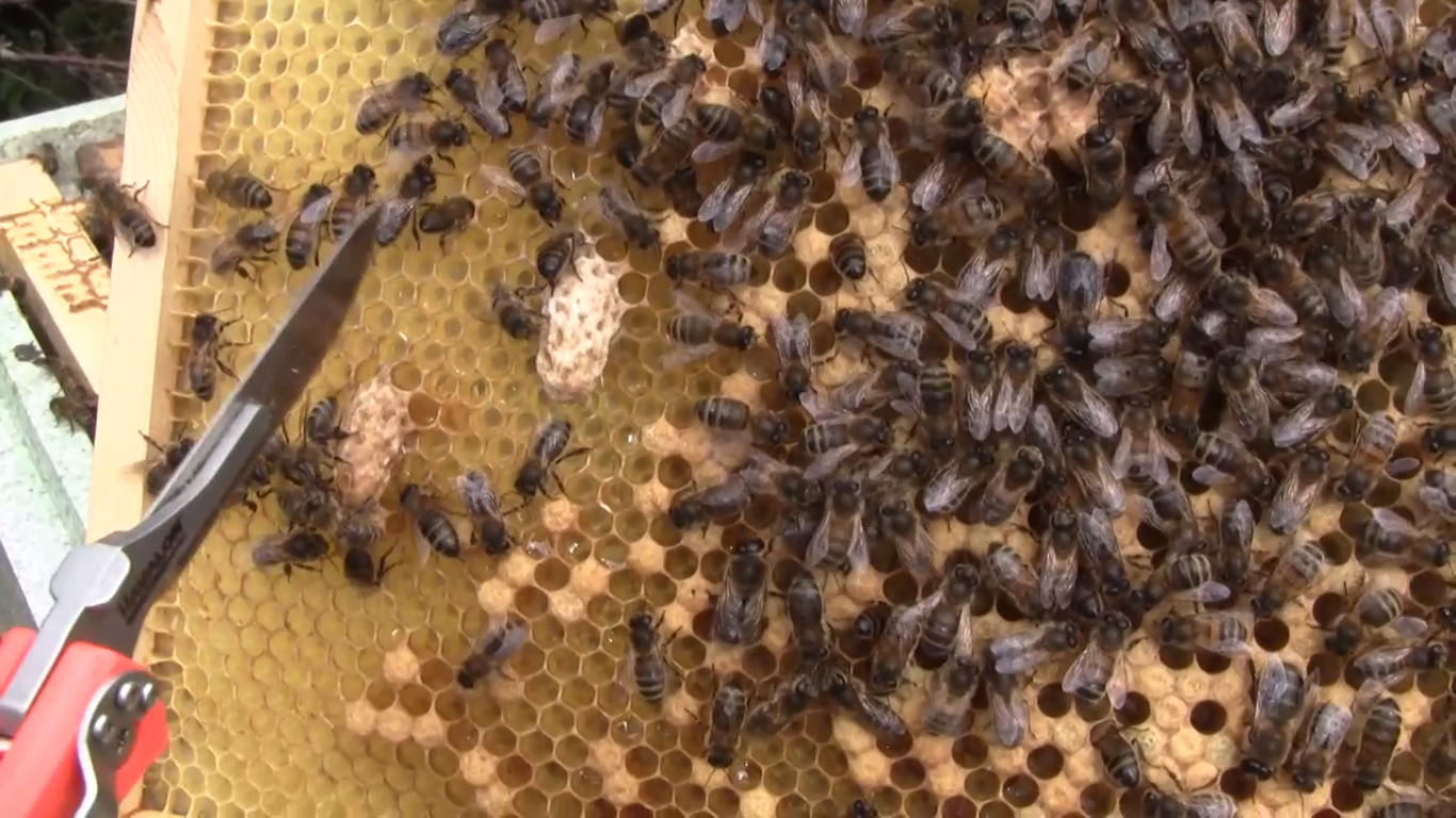 An Easy Way to Make a Nucleus of Honey Bees With Queen Cell Grafting ...