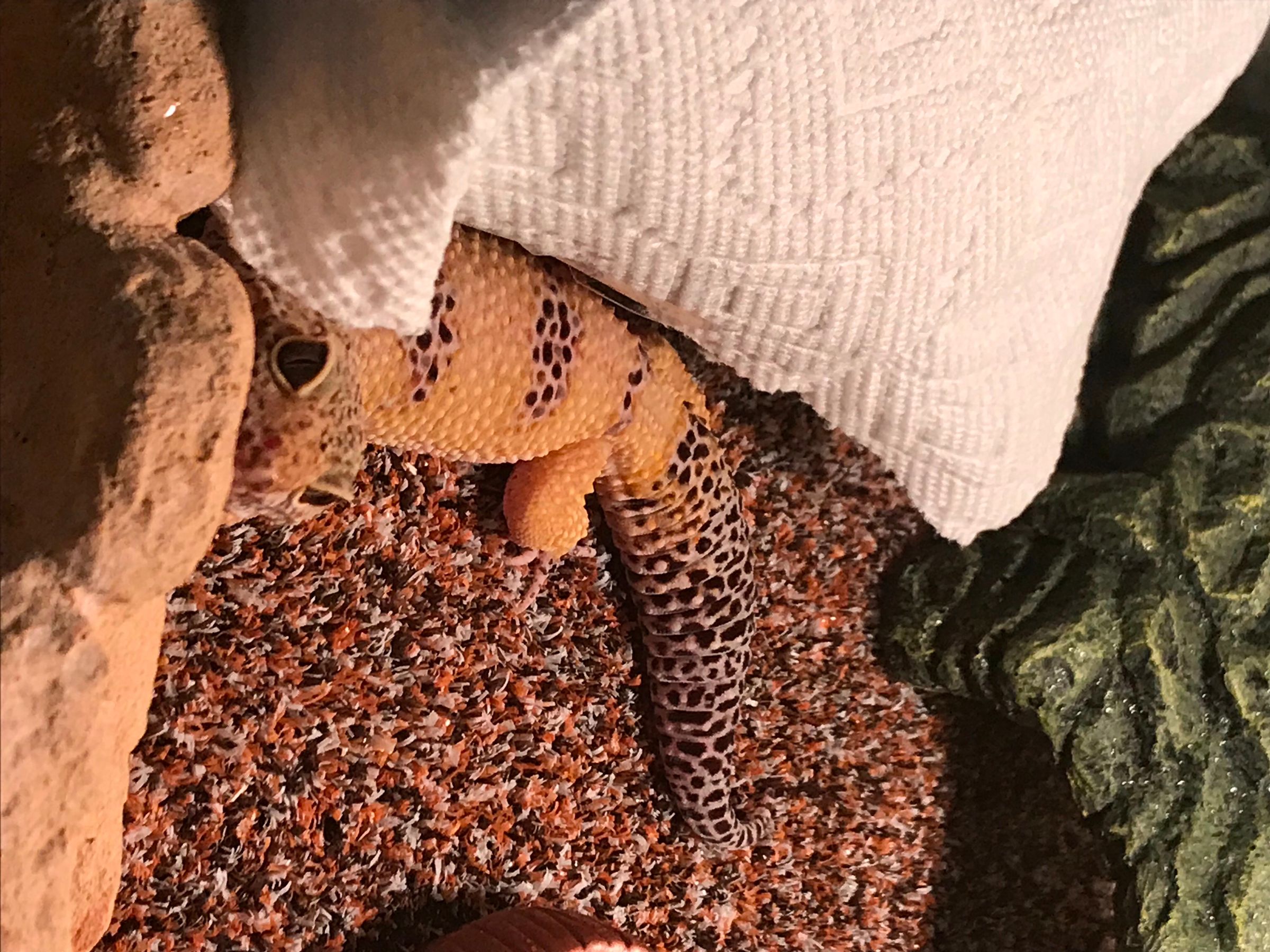 Leopard Gecko Care : 13 Steps - Instructables