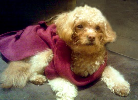 Snuggie for Dogs : 5 Steps (with Pictures) - Instructables