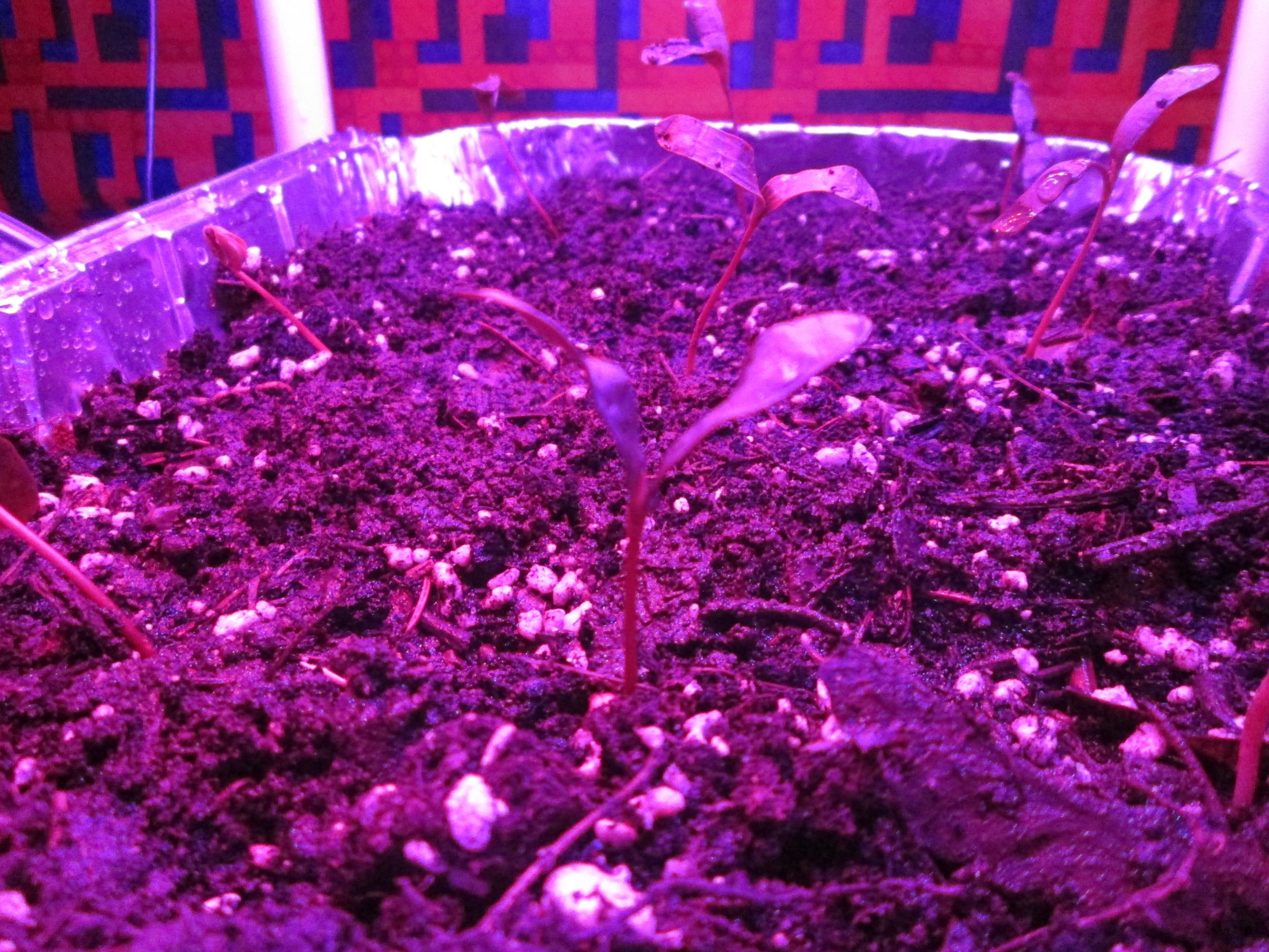 Plant Cubed - a Fully Automated Garden Box : 6 Steps - Instructables