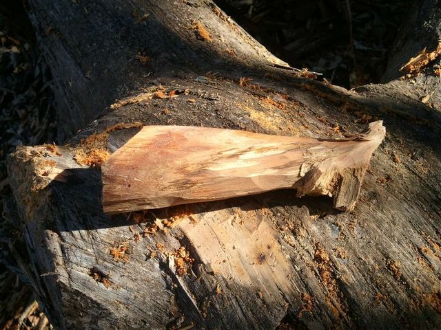 Finding Fatwood : 5 Steps - Instructables