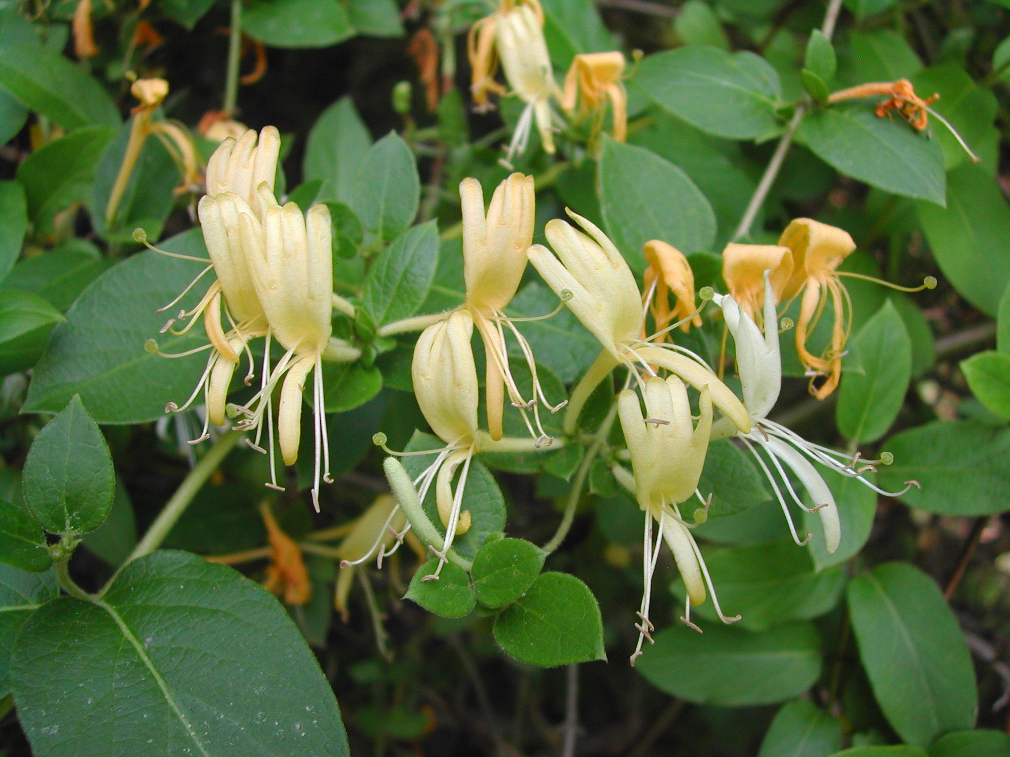 Honeysuckle: Harvesting the Sweet Nectar of Life : 5 Steps (with ...