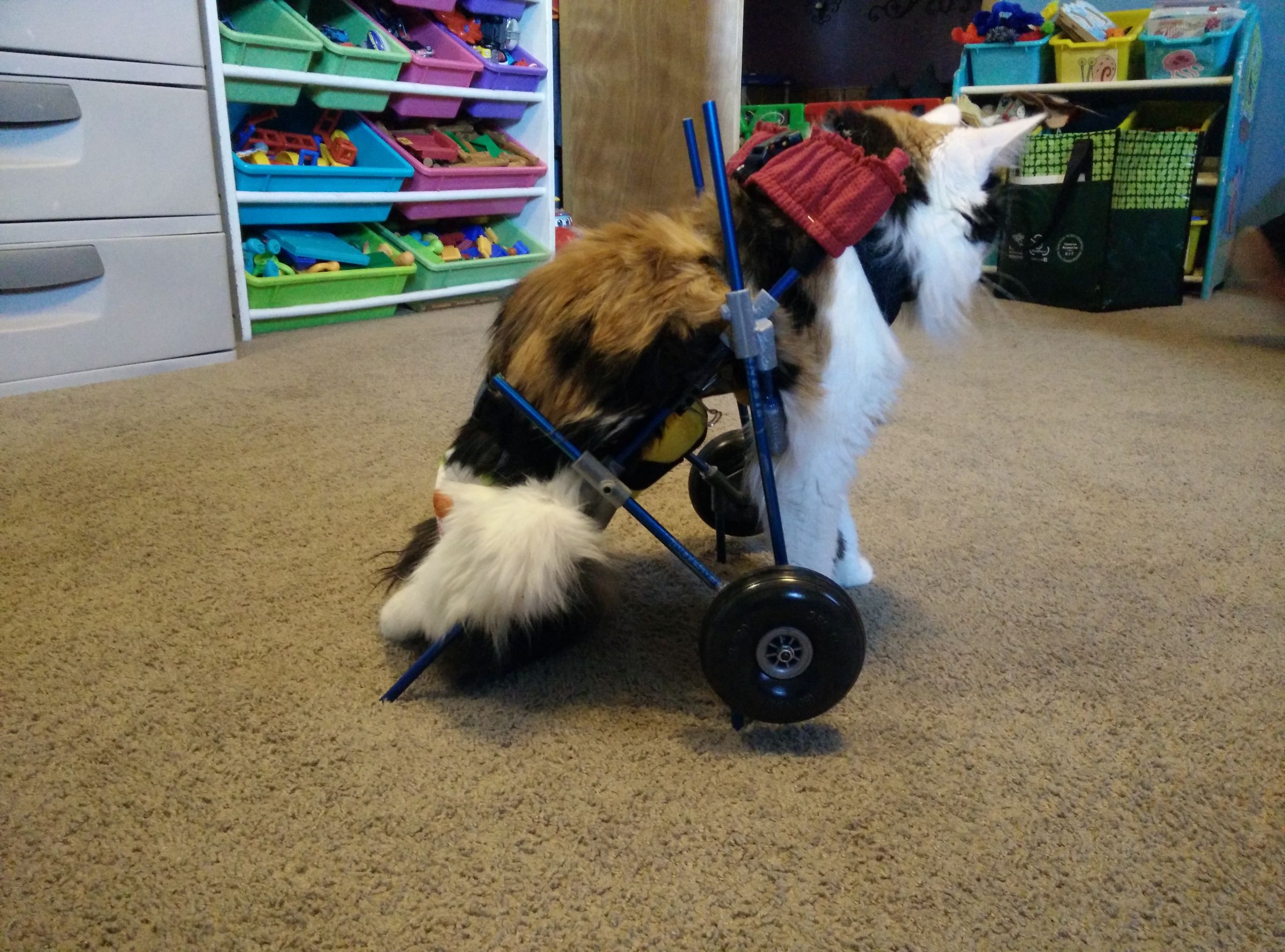 Cat Cart (Rear Leg Paralysis) : 5 Steps - Instructables