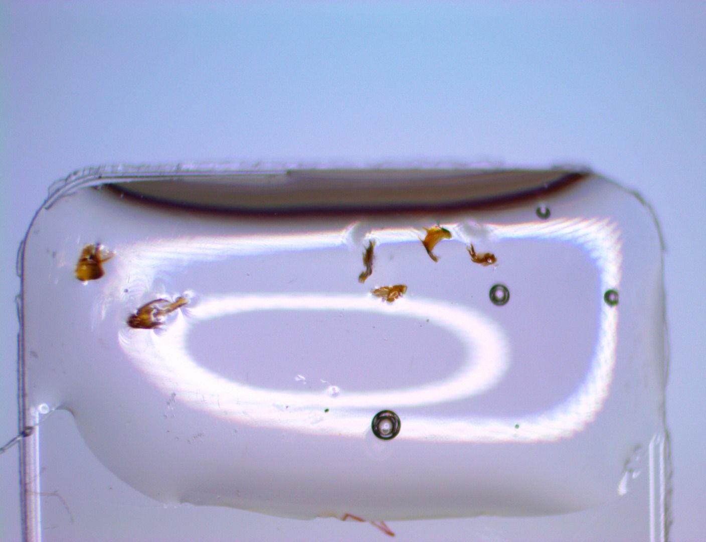 Beetle Dissection and Mounting : 8 Steps (with Pictures) - Instructables