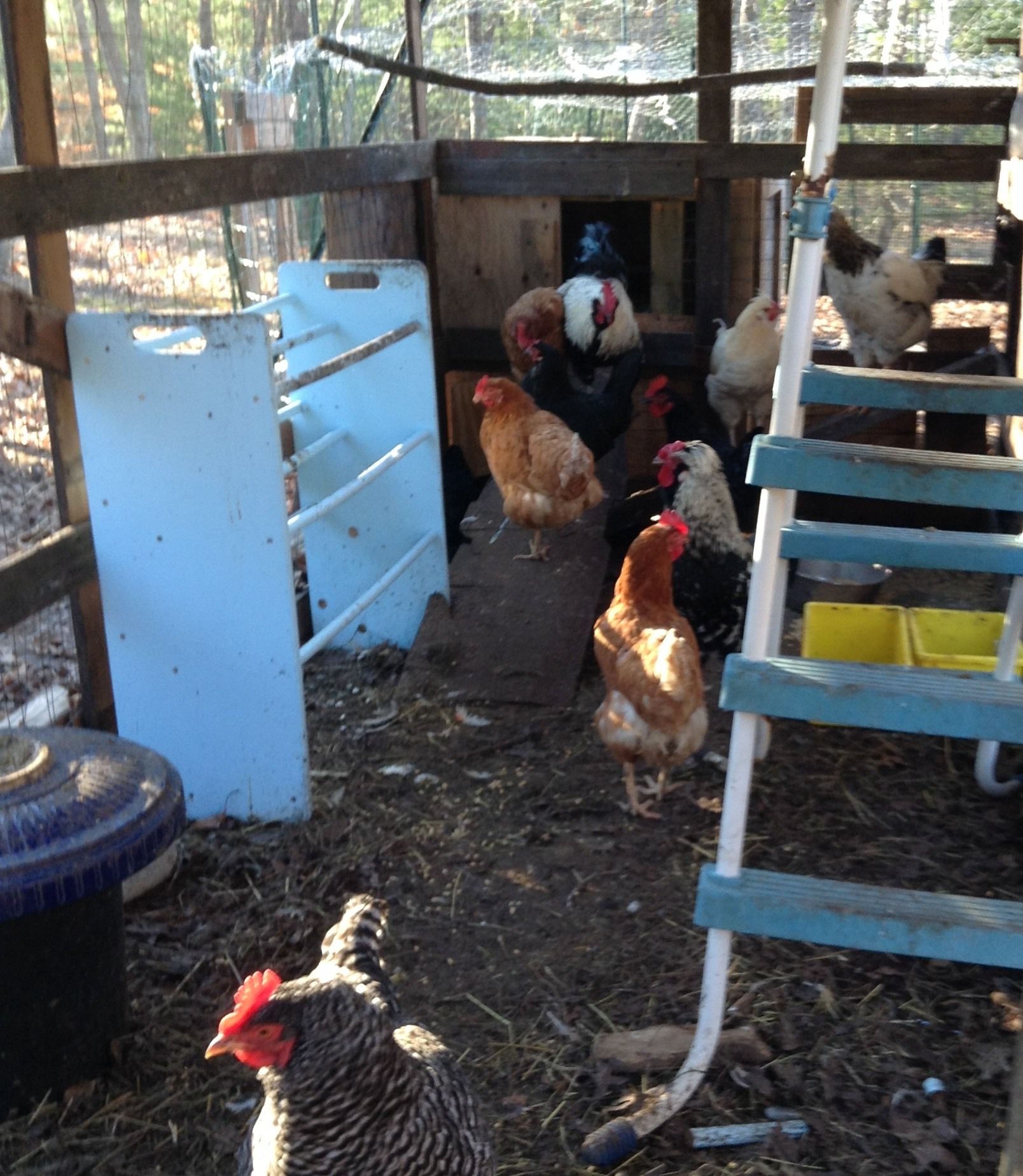 Training Free Range Chickens : 4 Steps - Instructables