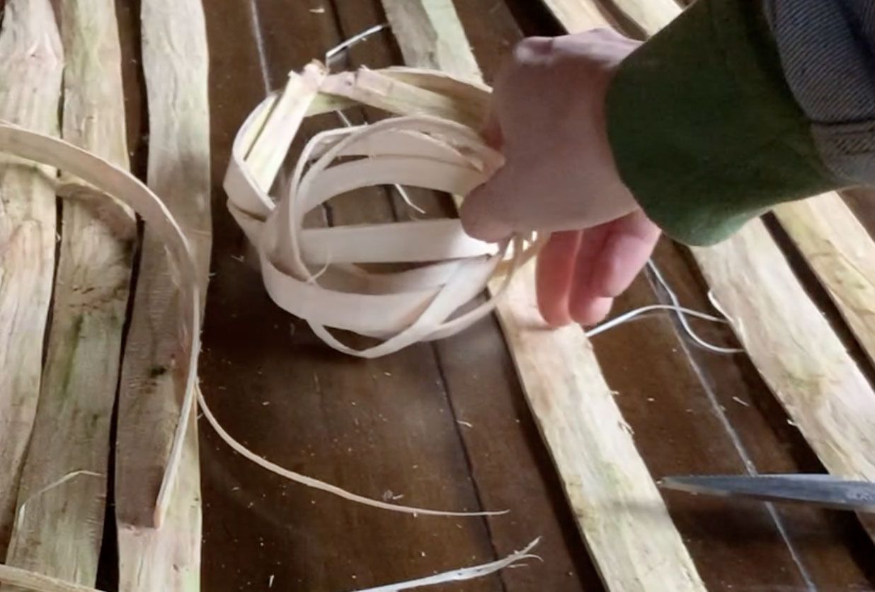 Harvesting Bark From Downed Trees for Baskets : 7 Steps (with Pictures ...