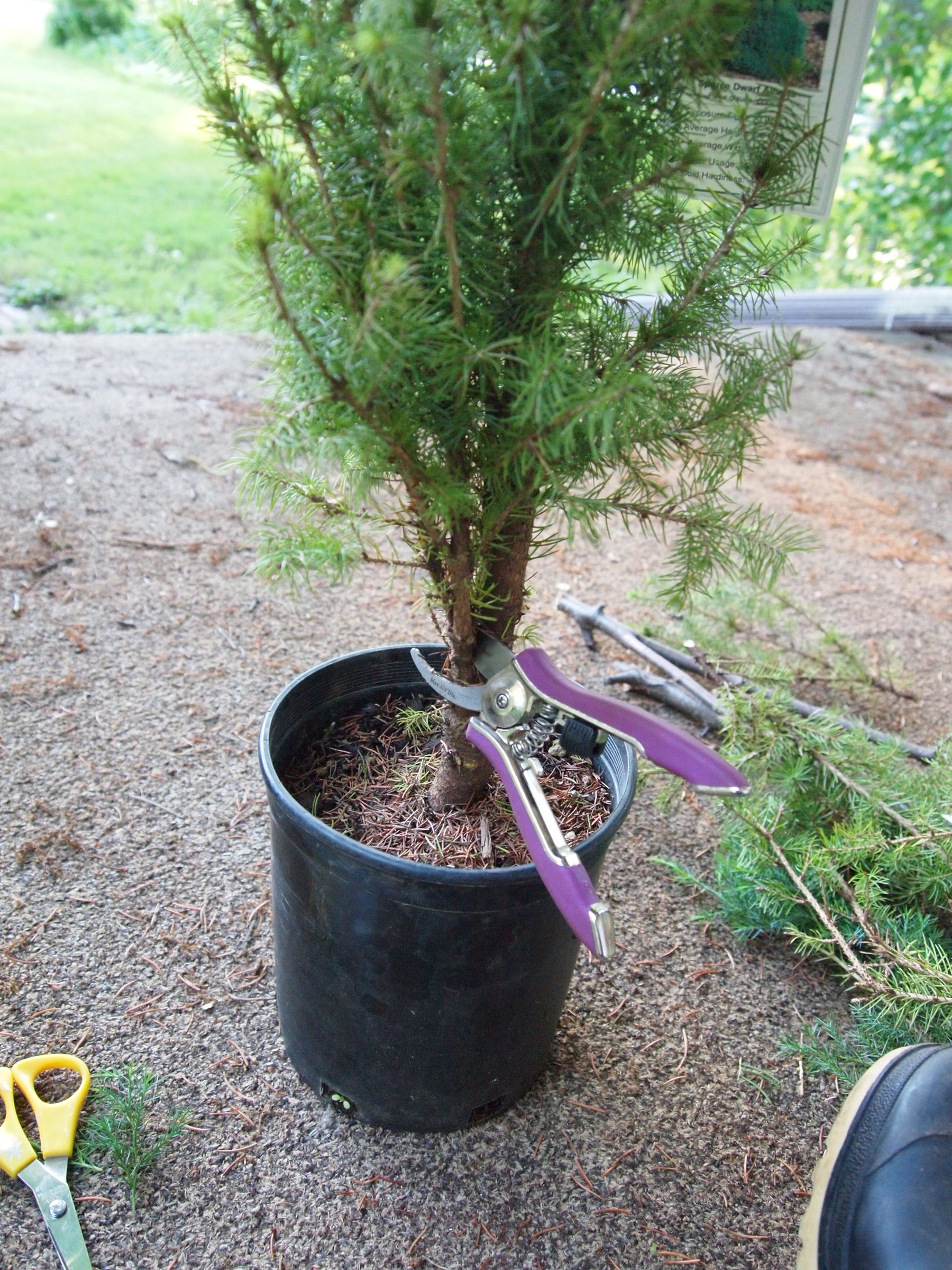 Container Topiary : 4 Steps - Instructables