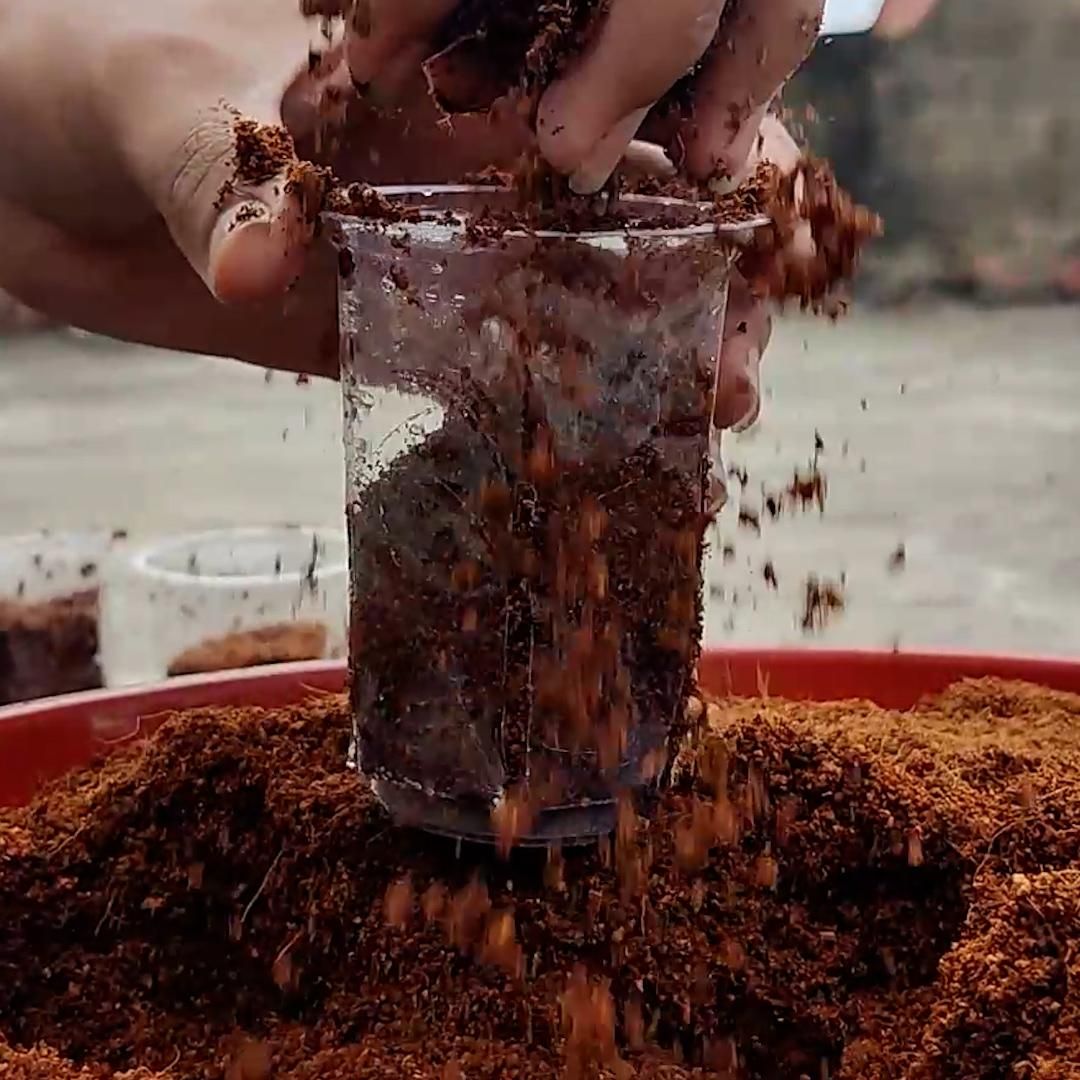 Growing Chillis Without Soil? a Budget-Friendly Hydroponic Hack for ...