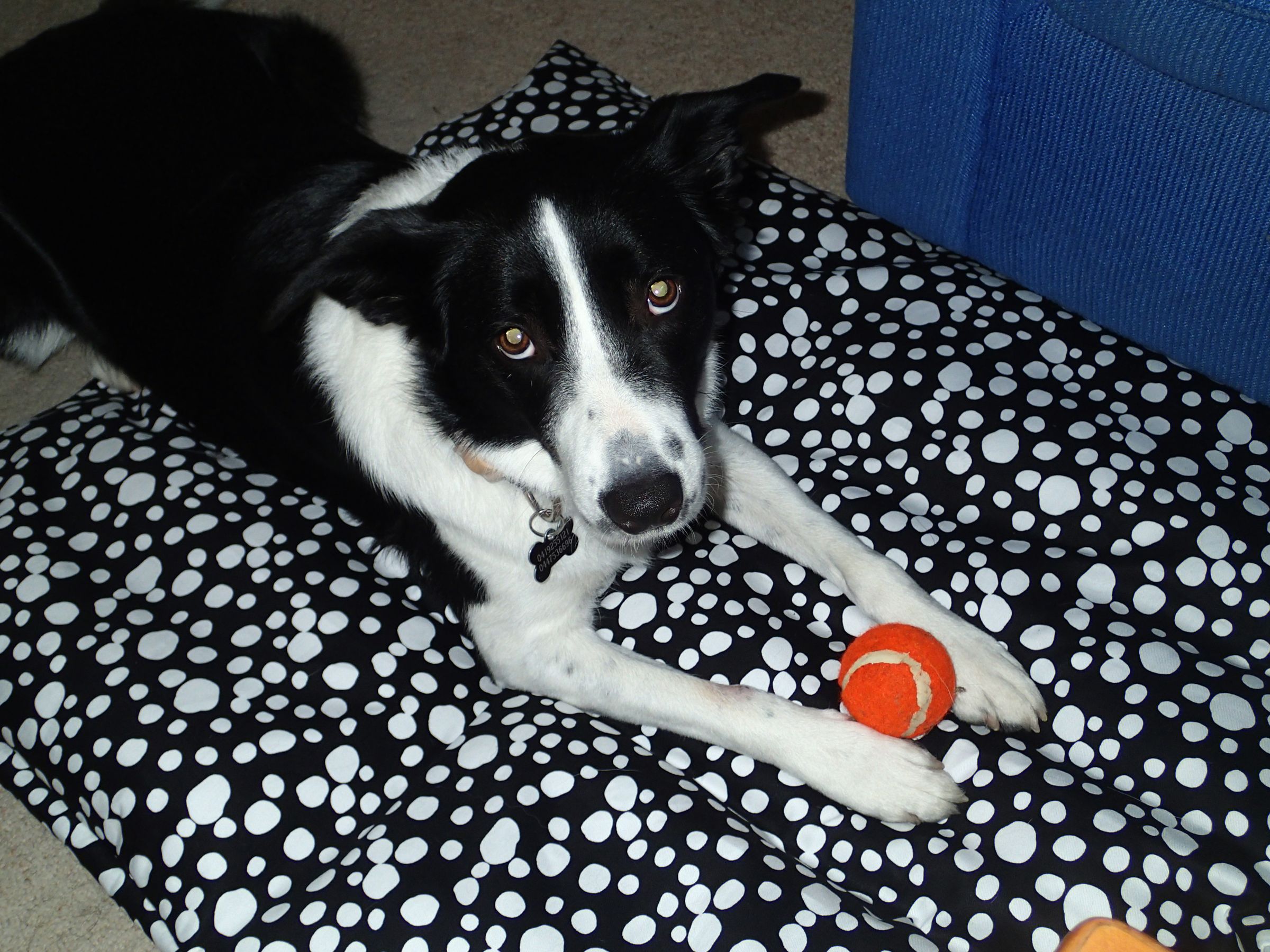 Giant Pillow Pet Bed! : 11 Steps (with Pictures) - Instructables