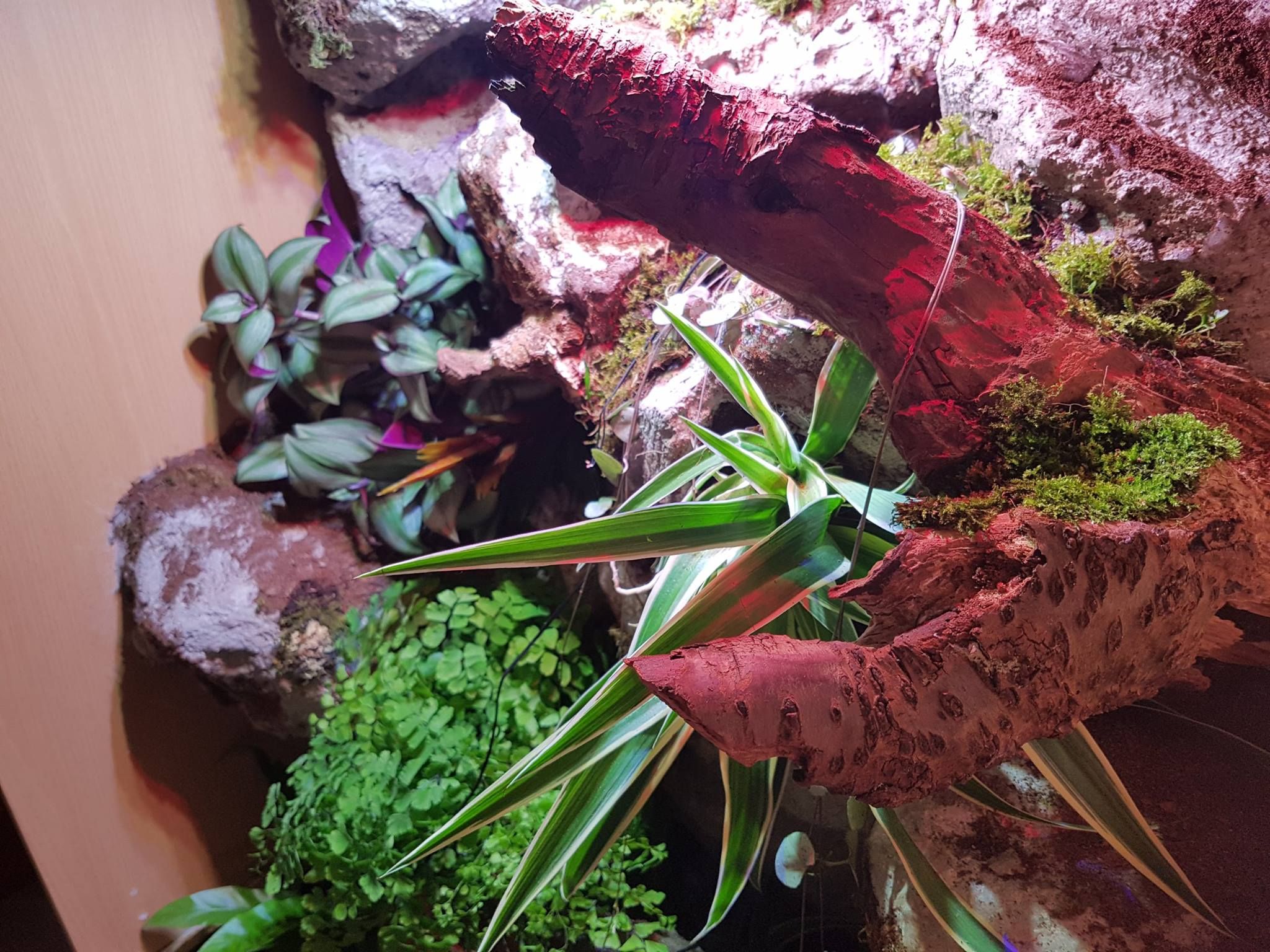 Convert Old Cupboard Into Amazing Vivarium : 4 Steps (with Pictures ...