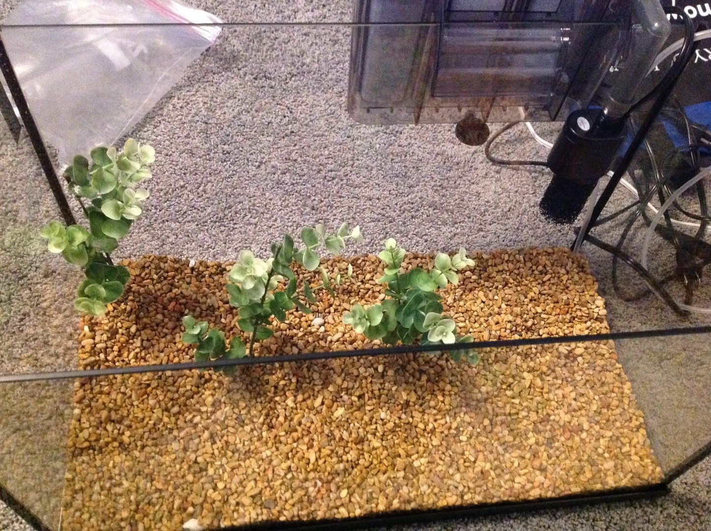 DIY: How to Set Up a Fish Tank : 9 Steps (with Pictures) - Instructables