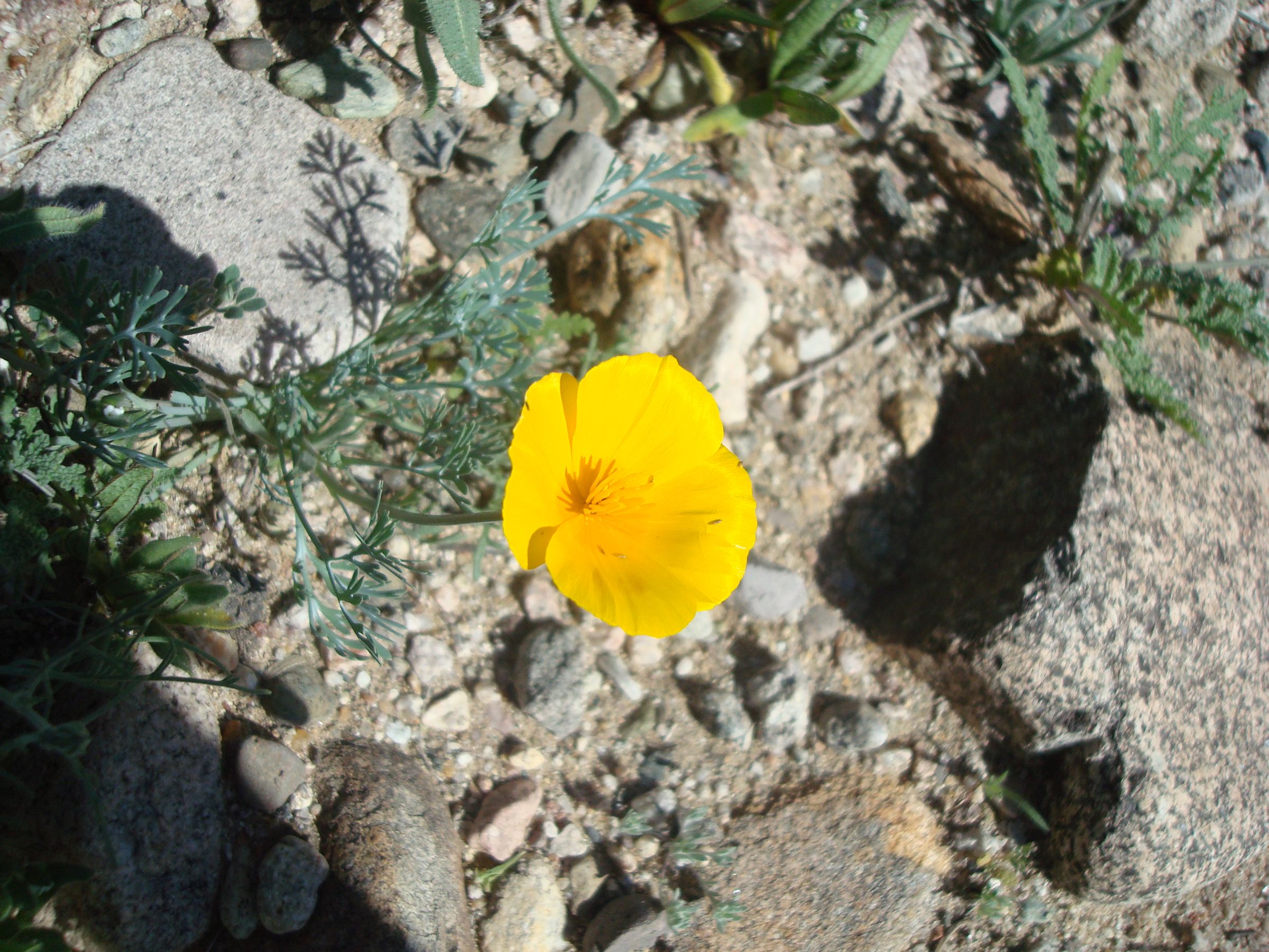 How to Explore Arizona for Beautiful Flowers : 6 Steps - Instructables