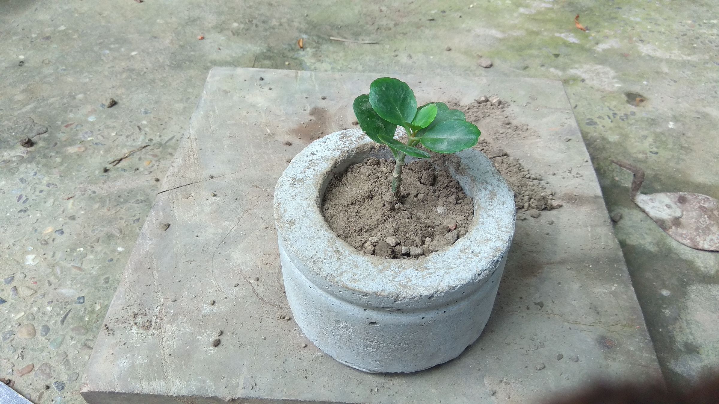 Concrete Tree Planter : 5 Steps (with Pictures) - Instructables