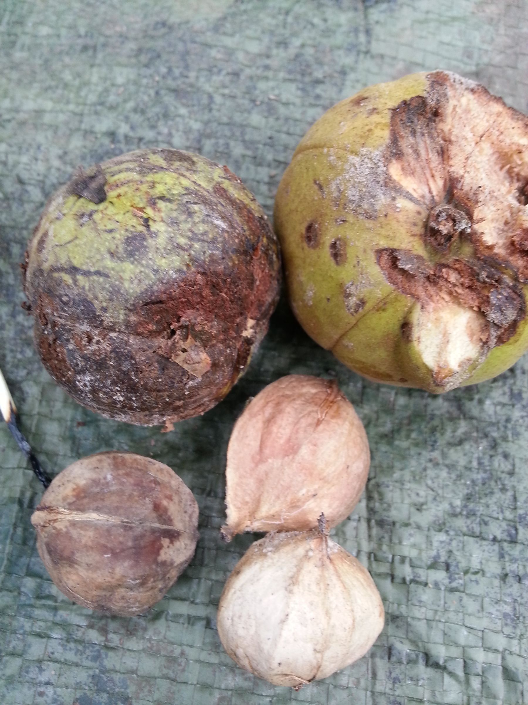Processing Common Tree Foods: Acorns, Black Walnuts, Hickory Nuts ...