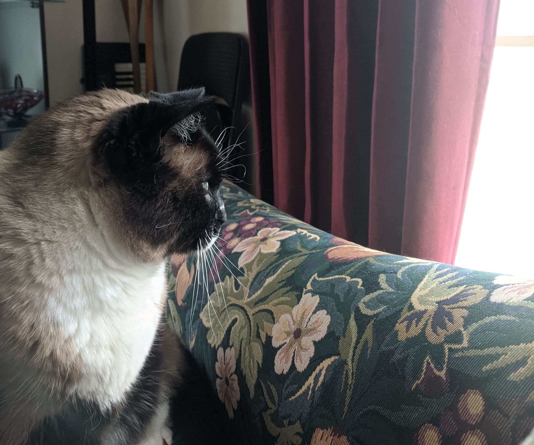 Arduino Alarm - Cat Proof : 6 Steps - Instructables