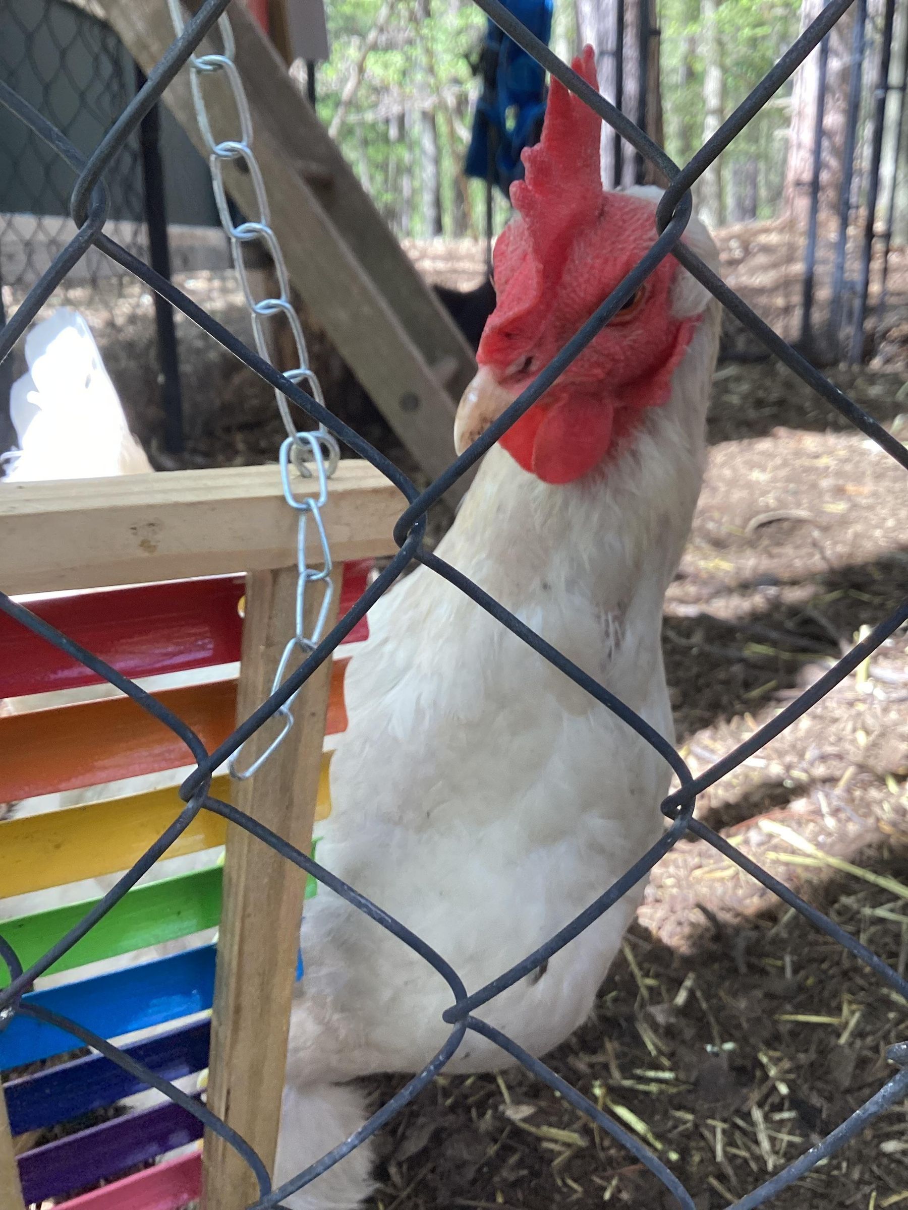 Training Your Chickens to Play Instruments : 5 Steps - Instructables