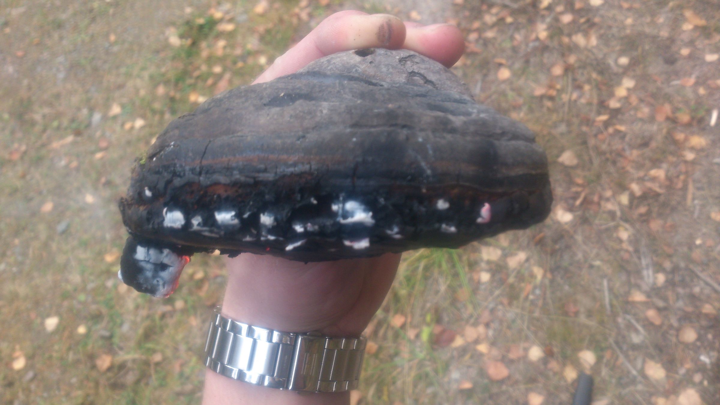 How to Carry Embers : 5 Steps (with Pictures) - Instructables