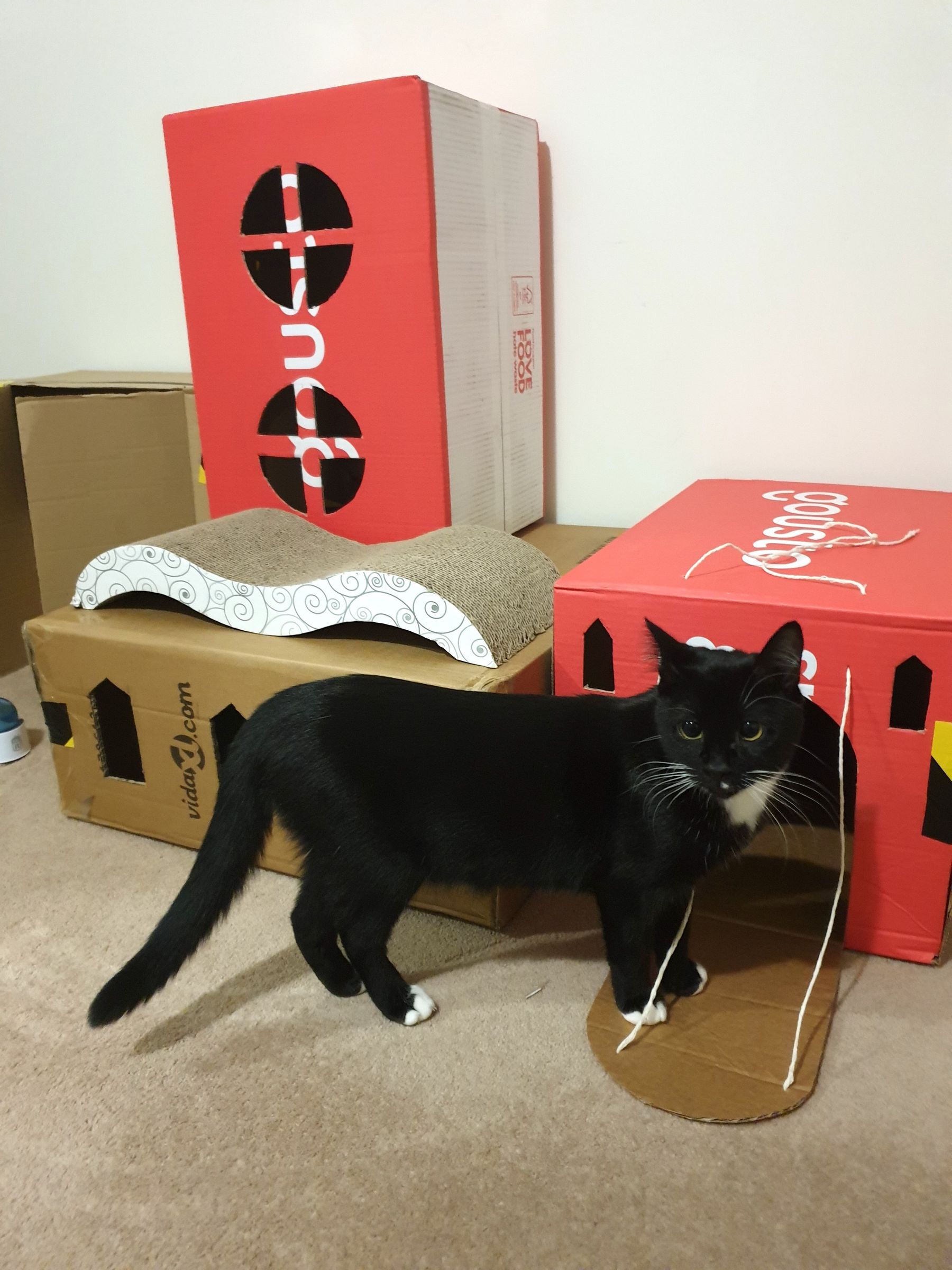 Cardboard Cat Fort With LED Remote Control Lighting and Real Drawbridge ...