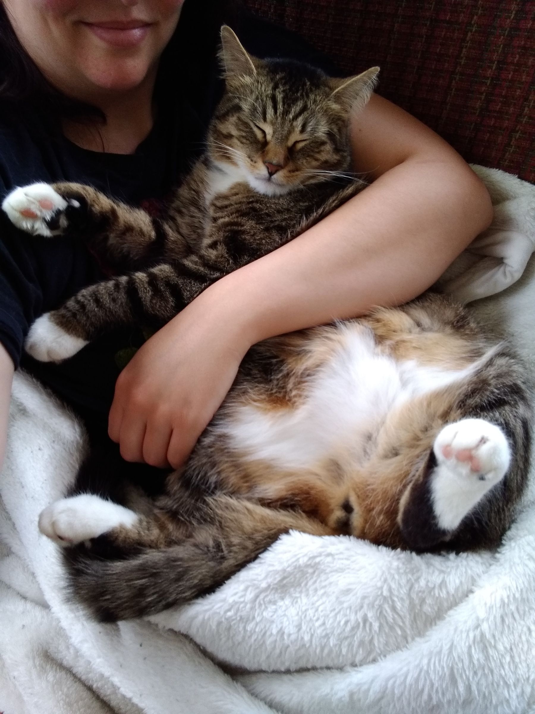 How To: Lull Your Cat to Sleep : 14 Steps (with Pictures) - Instructables