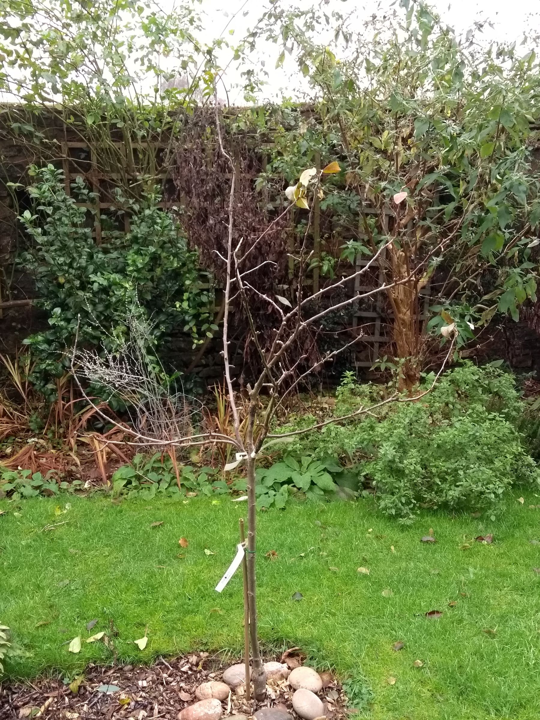 Grafting a Multi-variety Apple Tree. : 10 Steps (with Pictures ...