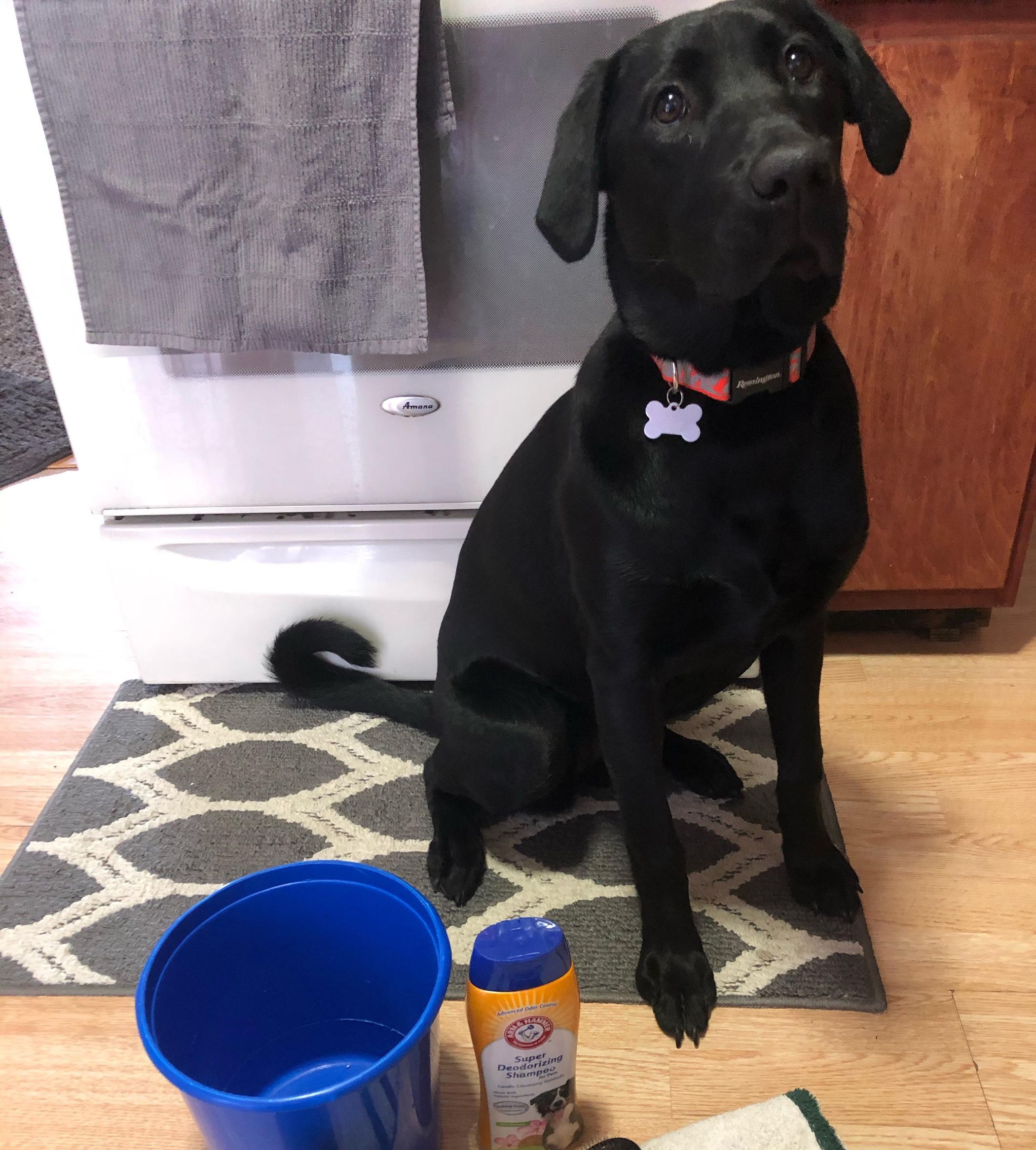 Dog Bath : 7 Steps - Instructables