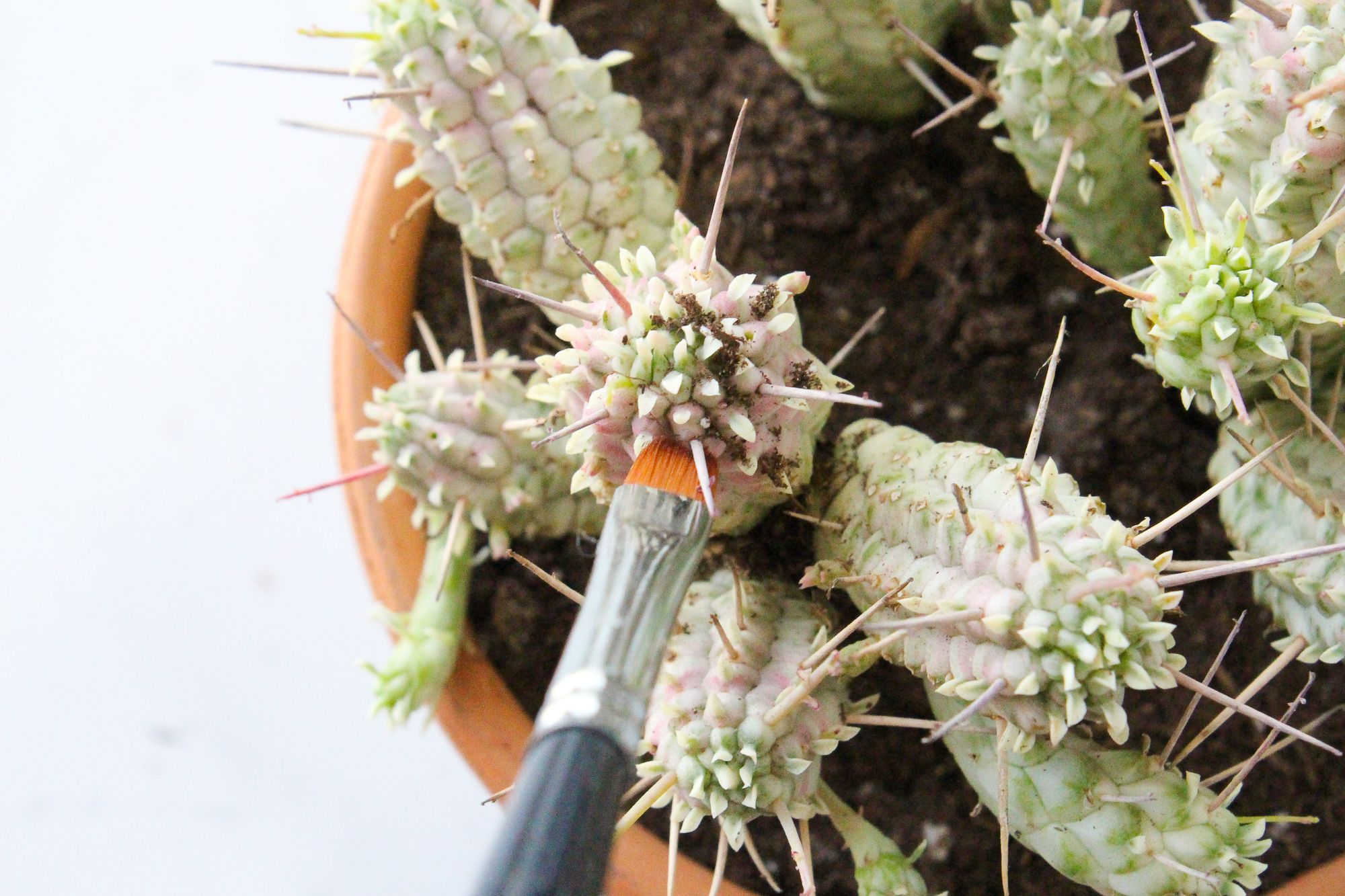 How to Repot Container Plants : 8 Steps (with Pictures) - Instructables