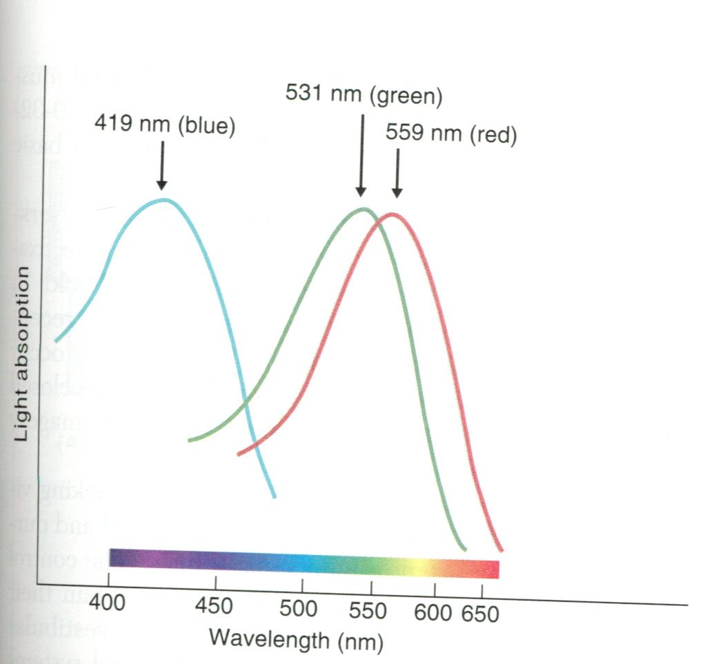 Light Sensor: Teach Photoreceptors : 5 Steps - Instructables