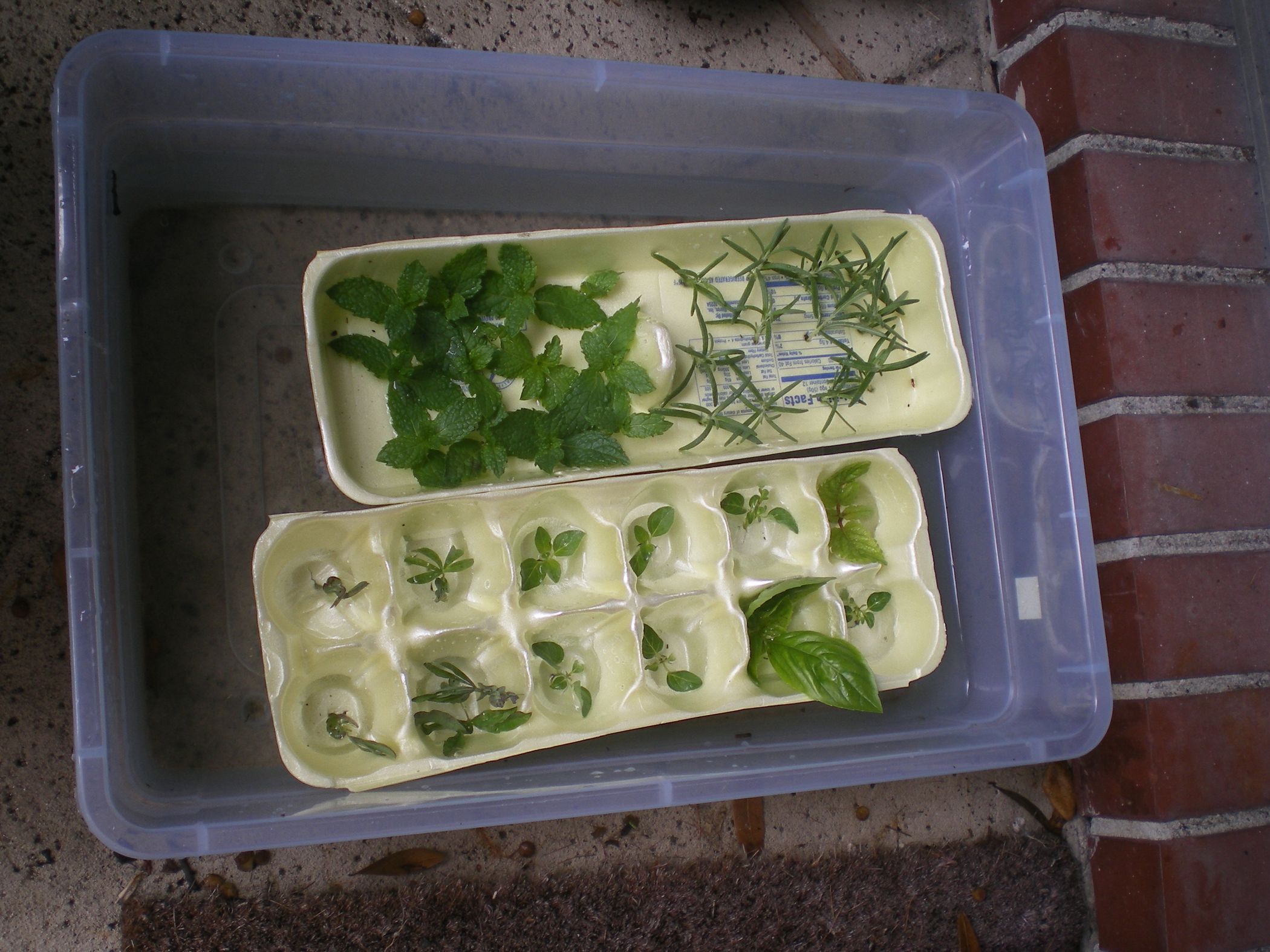 Urban Homestead Easy Cutting Propagator : 5 Steps (with Pictures ...