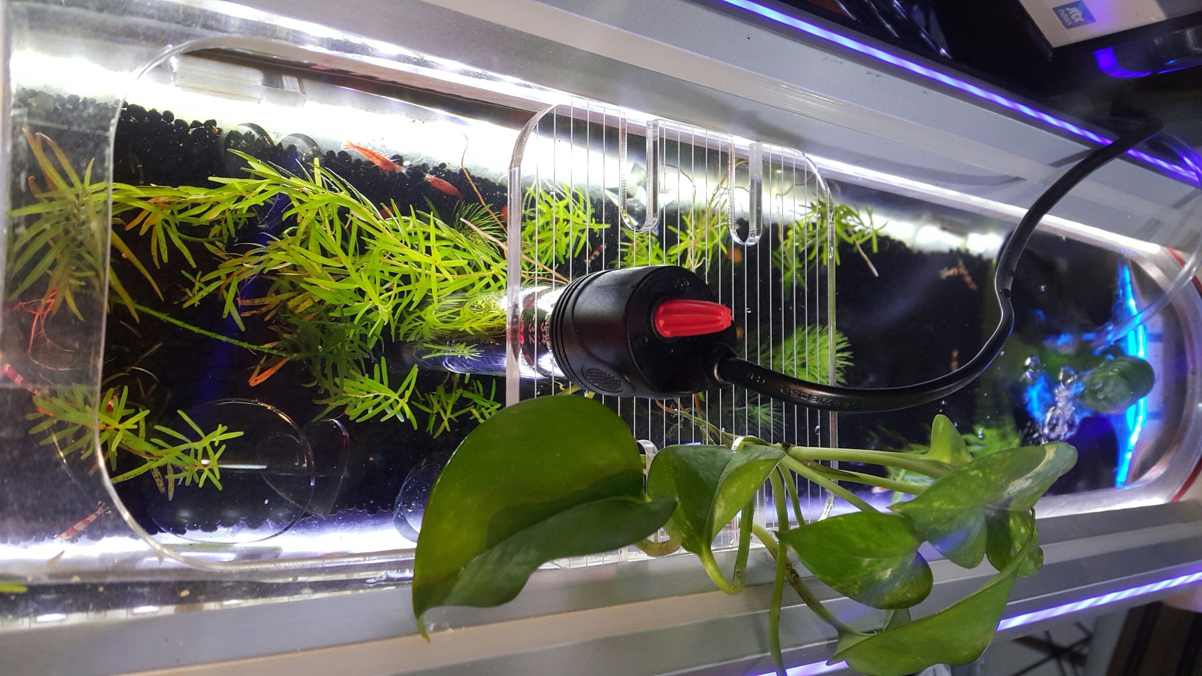 Acrylic Fish Tank (aquarium) : 6 Steps - Instructables