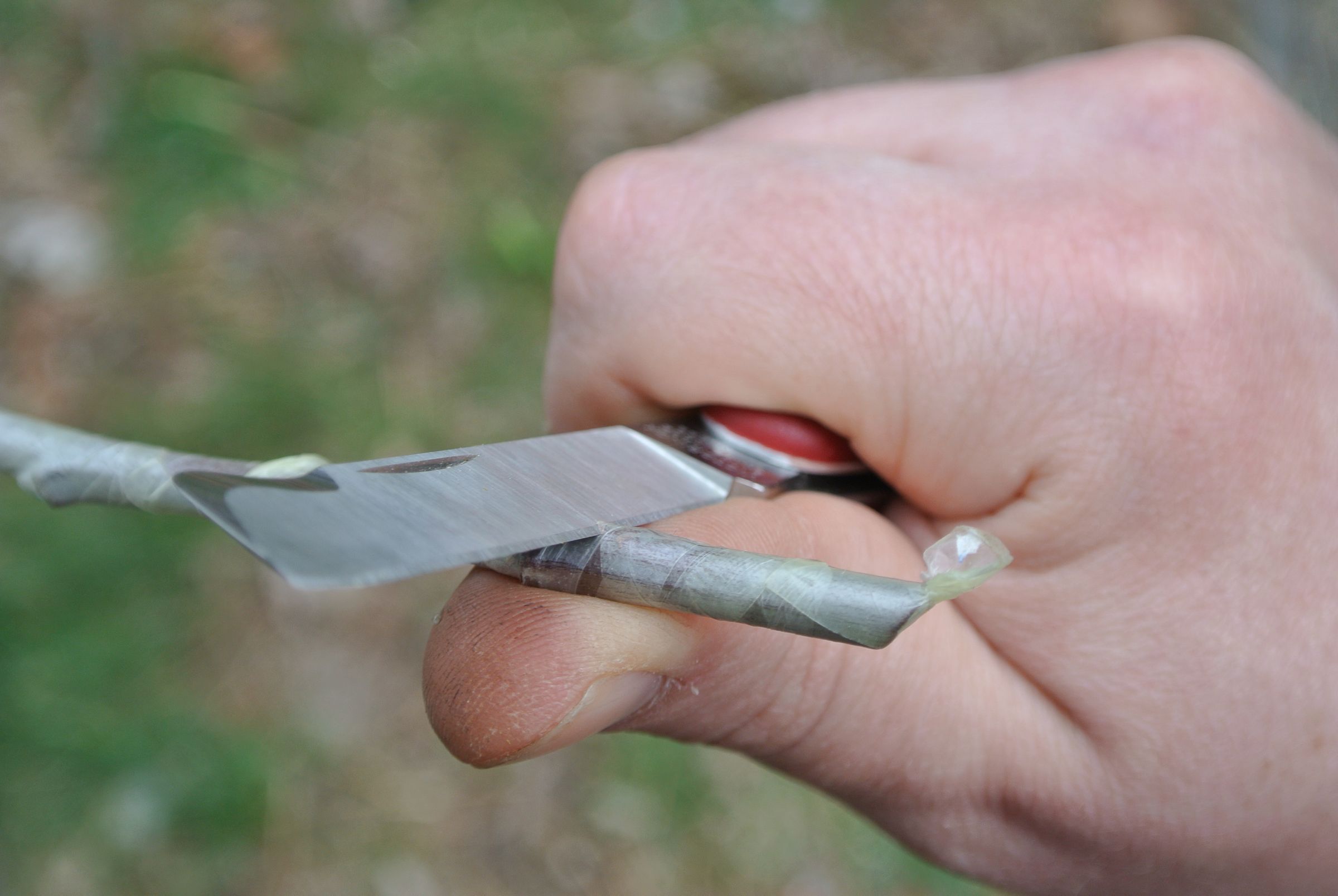Grafting a Multi-variety Apple Tree. : 10 Steps (with Pictures ...
