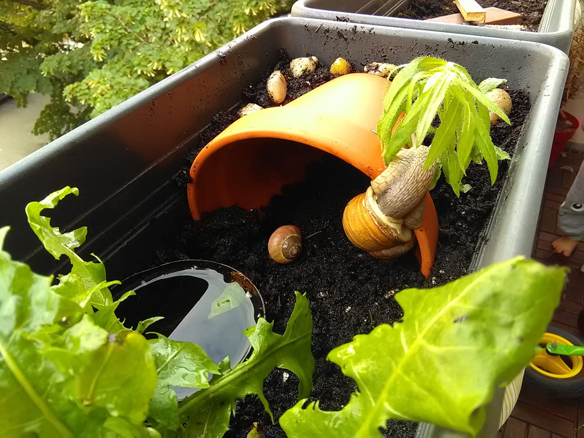 Turning a Flower Pot Into a Snail House : 8 Steps (with Pictures ...