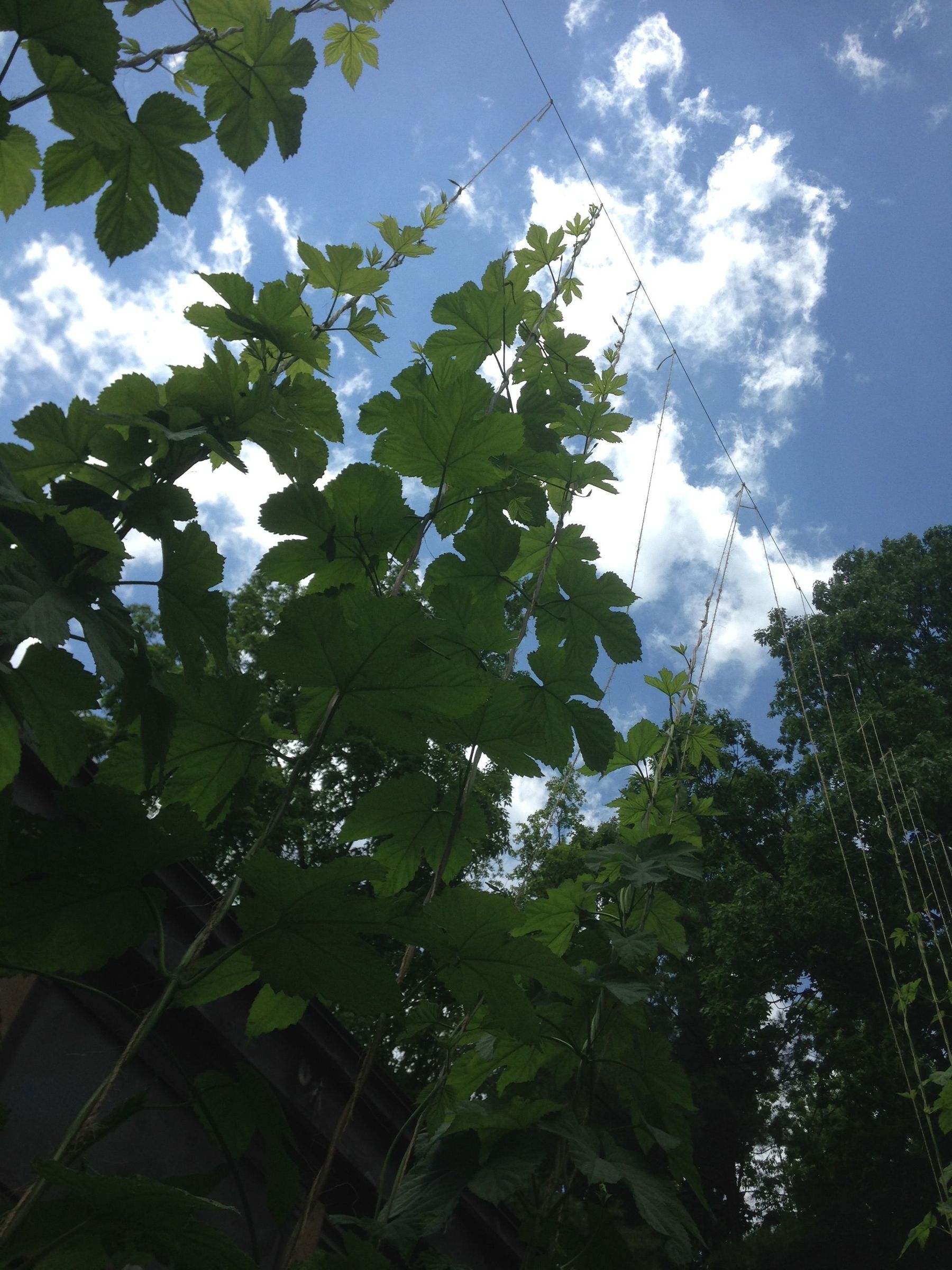Growing Hops at Home : 9 Steps (with Pictures) - Instructables