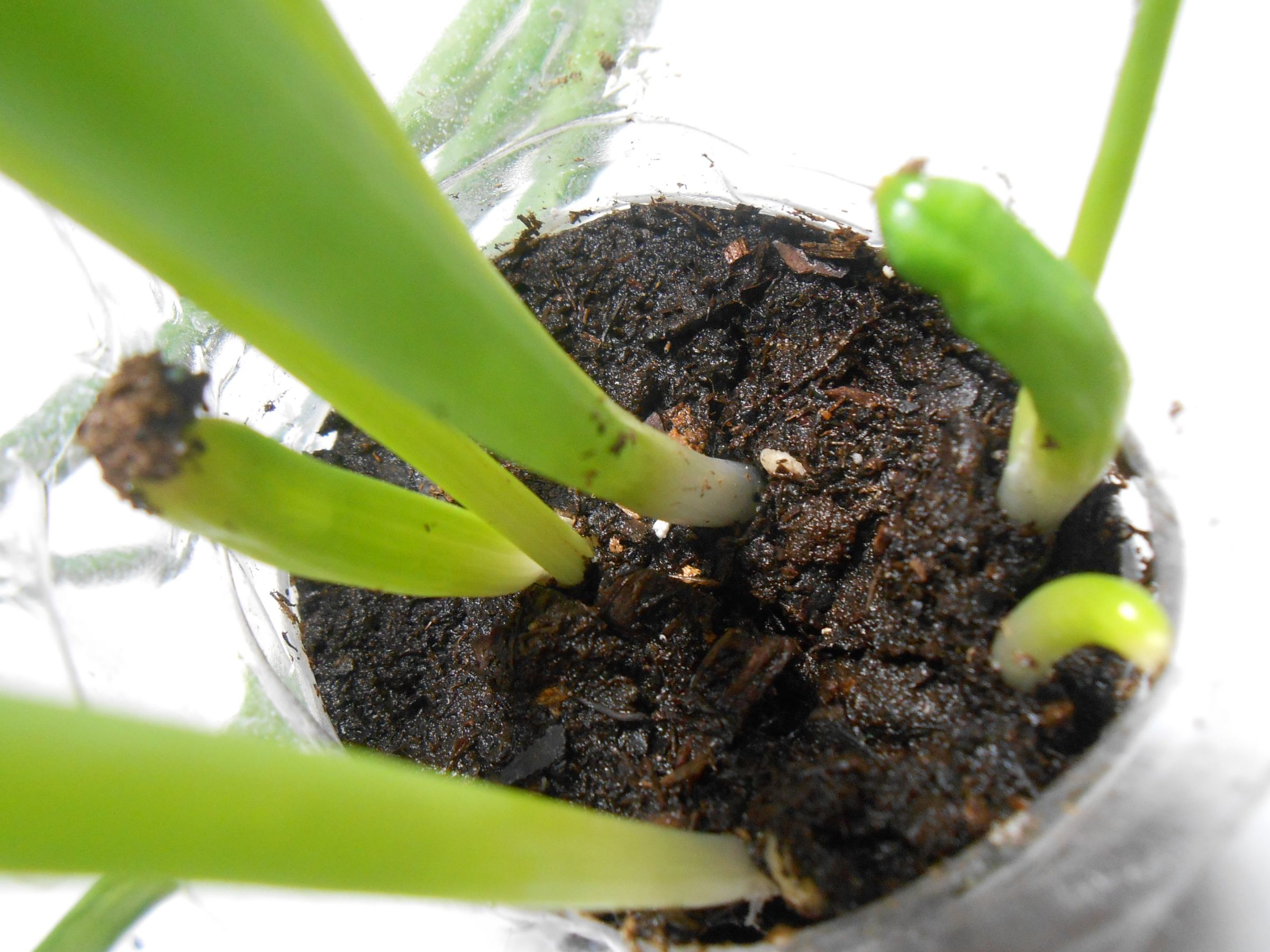 How to Regrow Scallions Indoors - Instructables