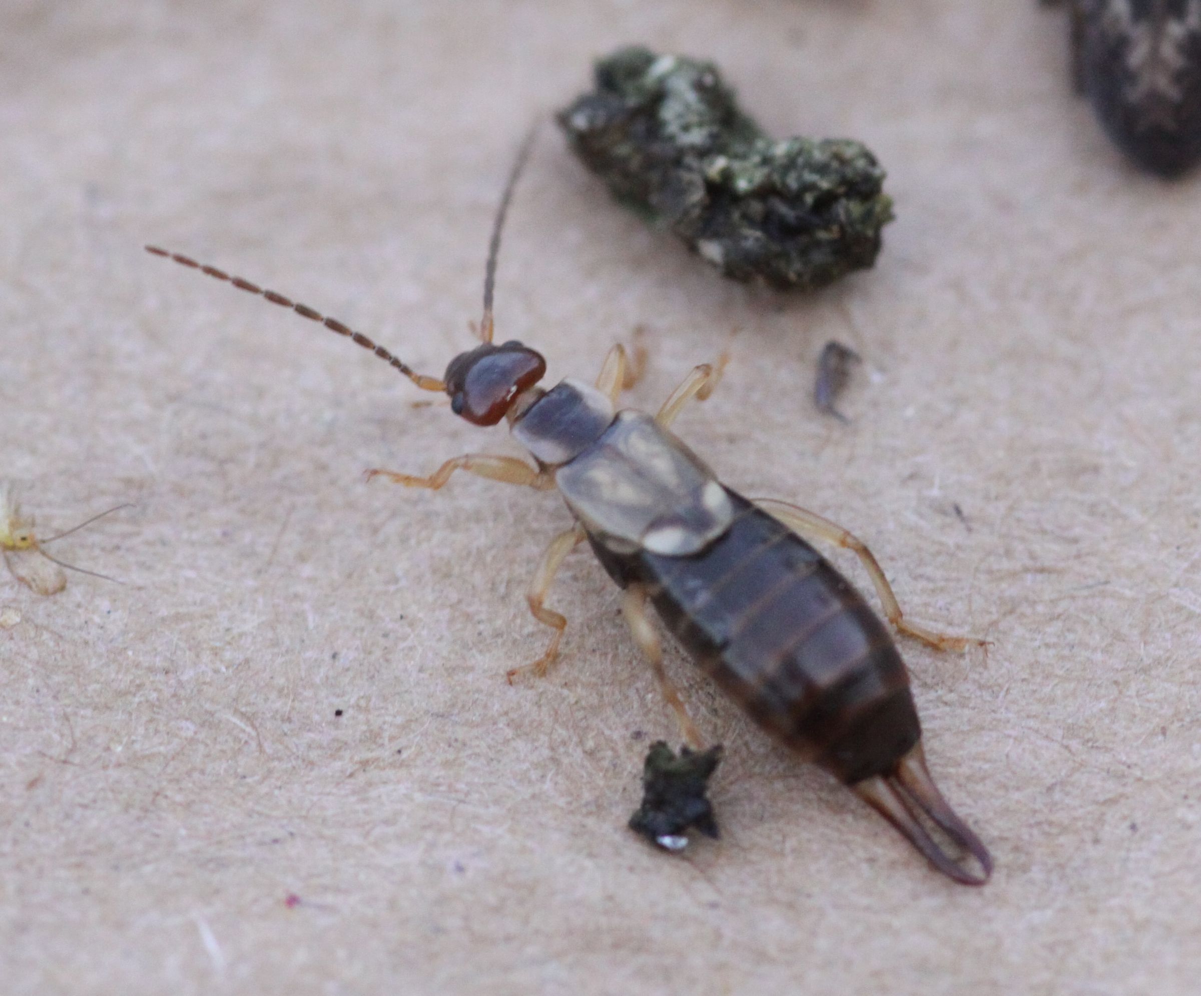 Earwig Chutney - a Grandmother's Confession : 6 Steps (with Pictures ...