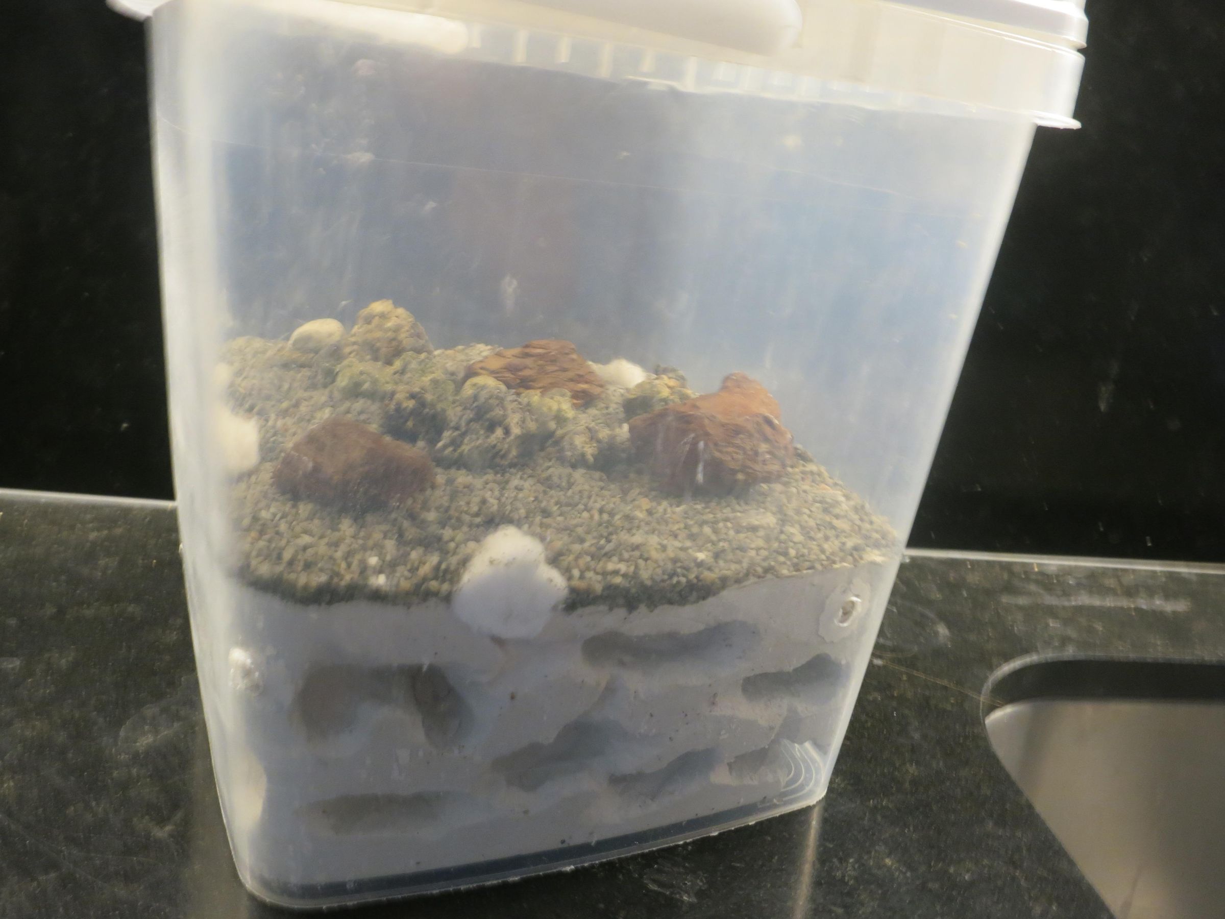 Plaster Ant Nest-formicarium : 9 Steps - Instructables