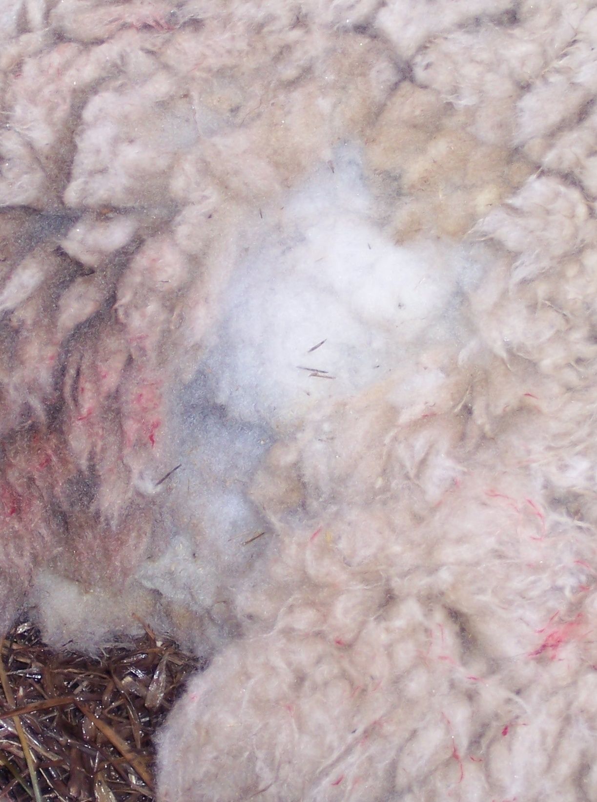 How to Butcher a Lamb : 12 Steps - Instructables