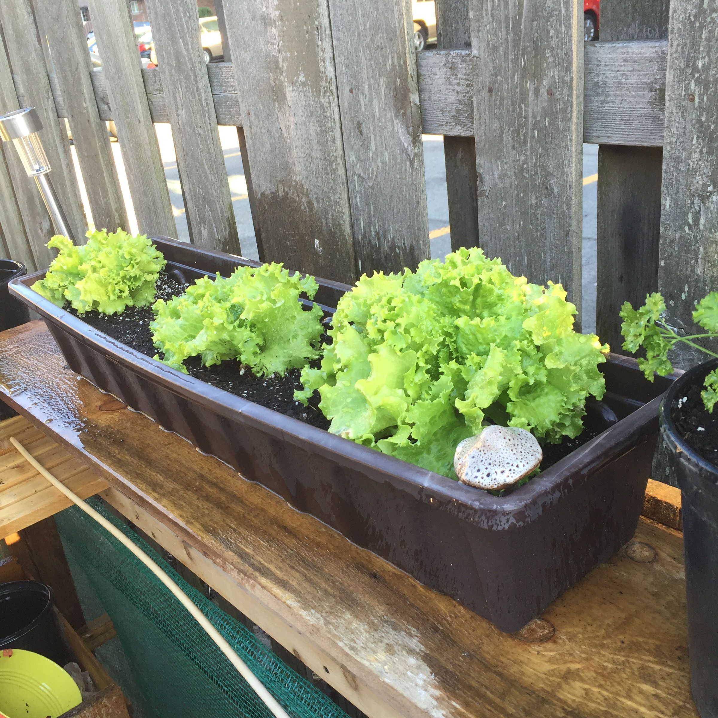 Planting Bench With Protected Growing Station : 3 Steps (with Pictures ...