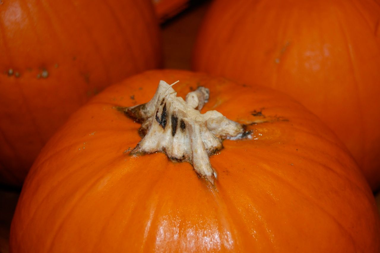 Precision Pumpkin Carving : 9 Steps (with Pictures) - Instructables