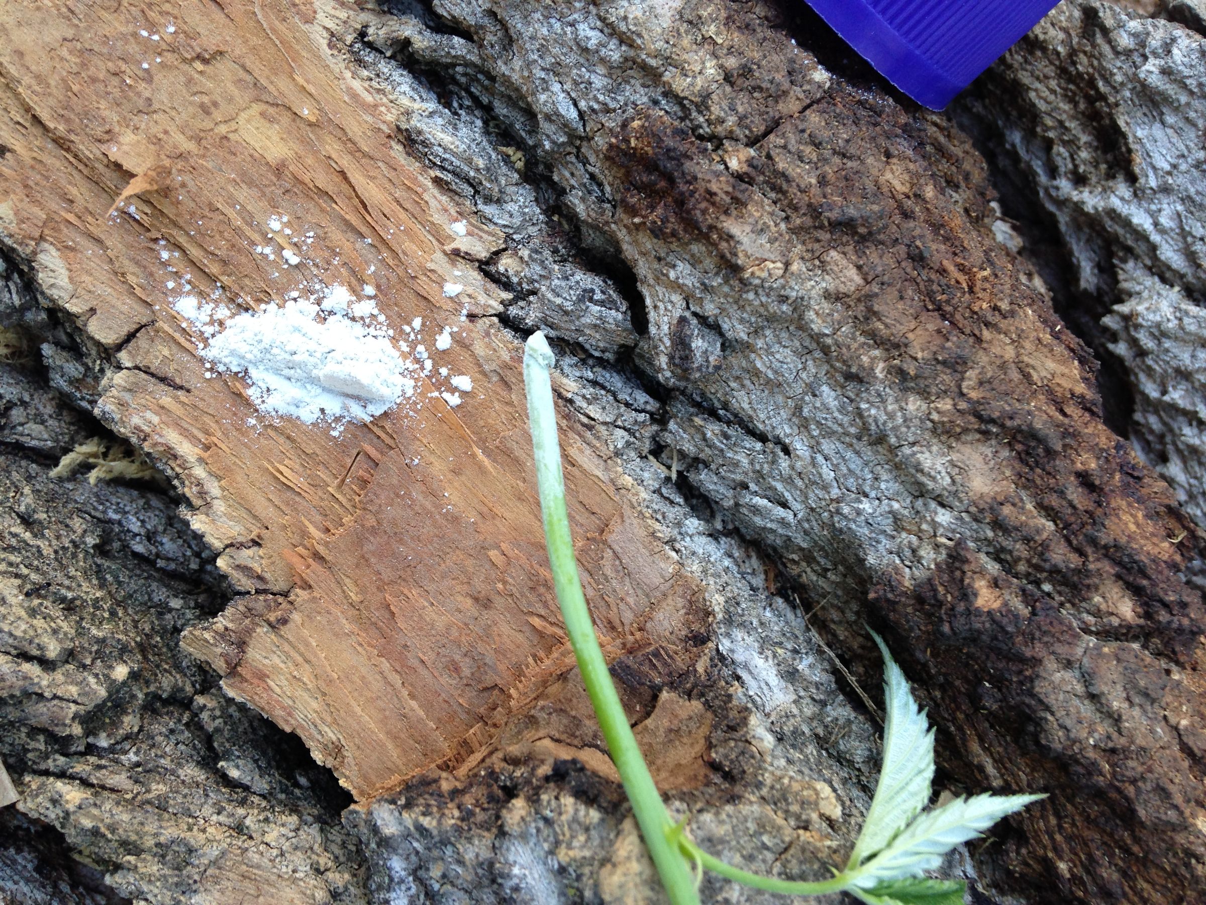 Rooting Cuttings in Florist Wet Foam : 4 Steps (with Pictures ...