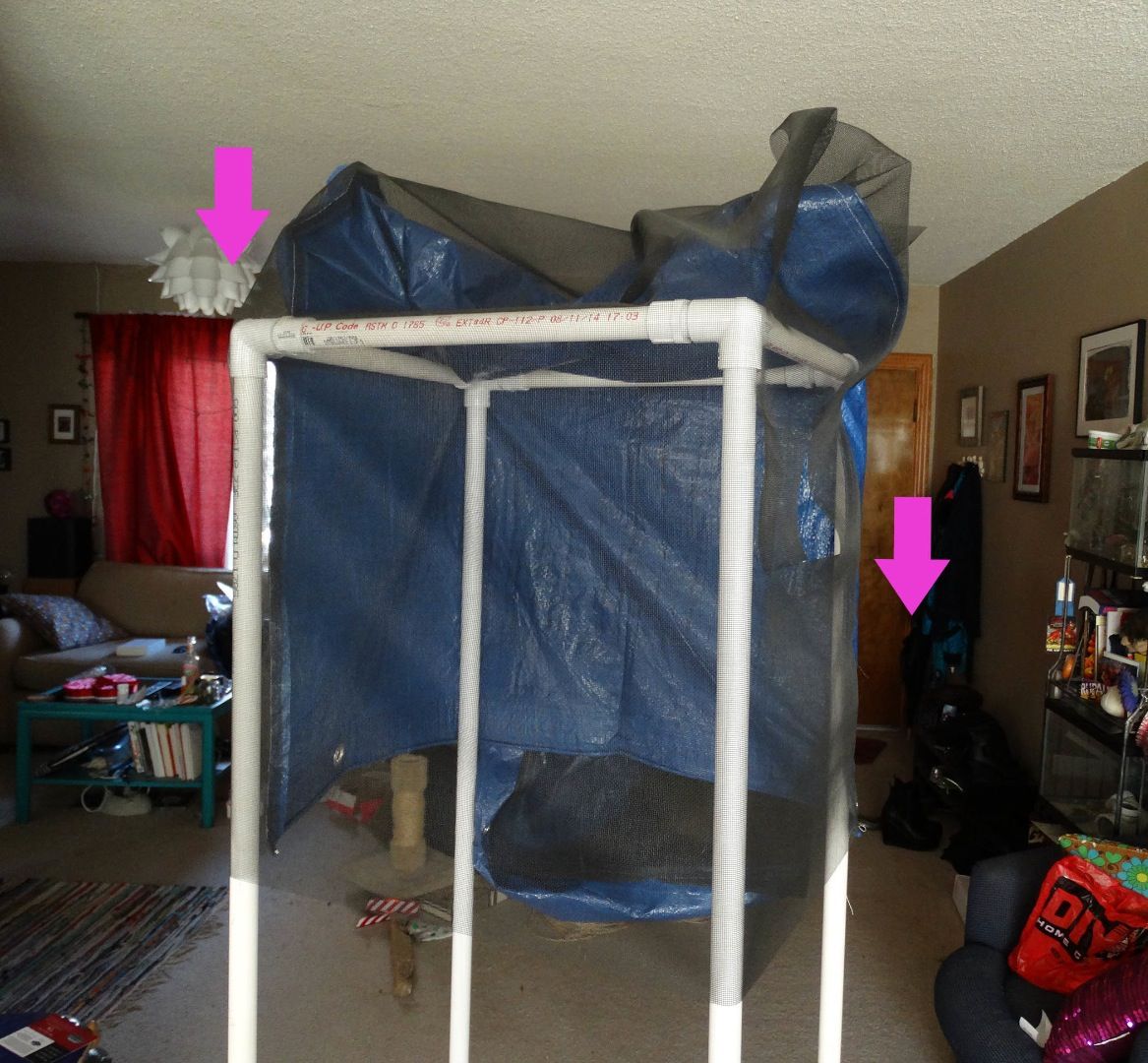 Raising Giant Silk Moths : 15 Steps (with Pictures) - Instructables