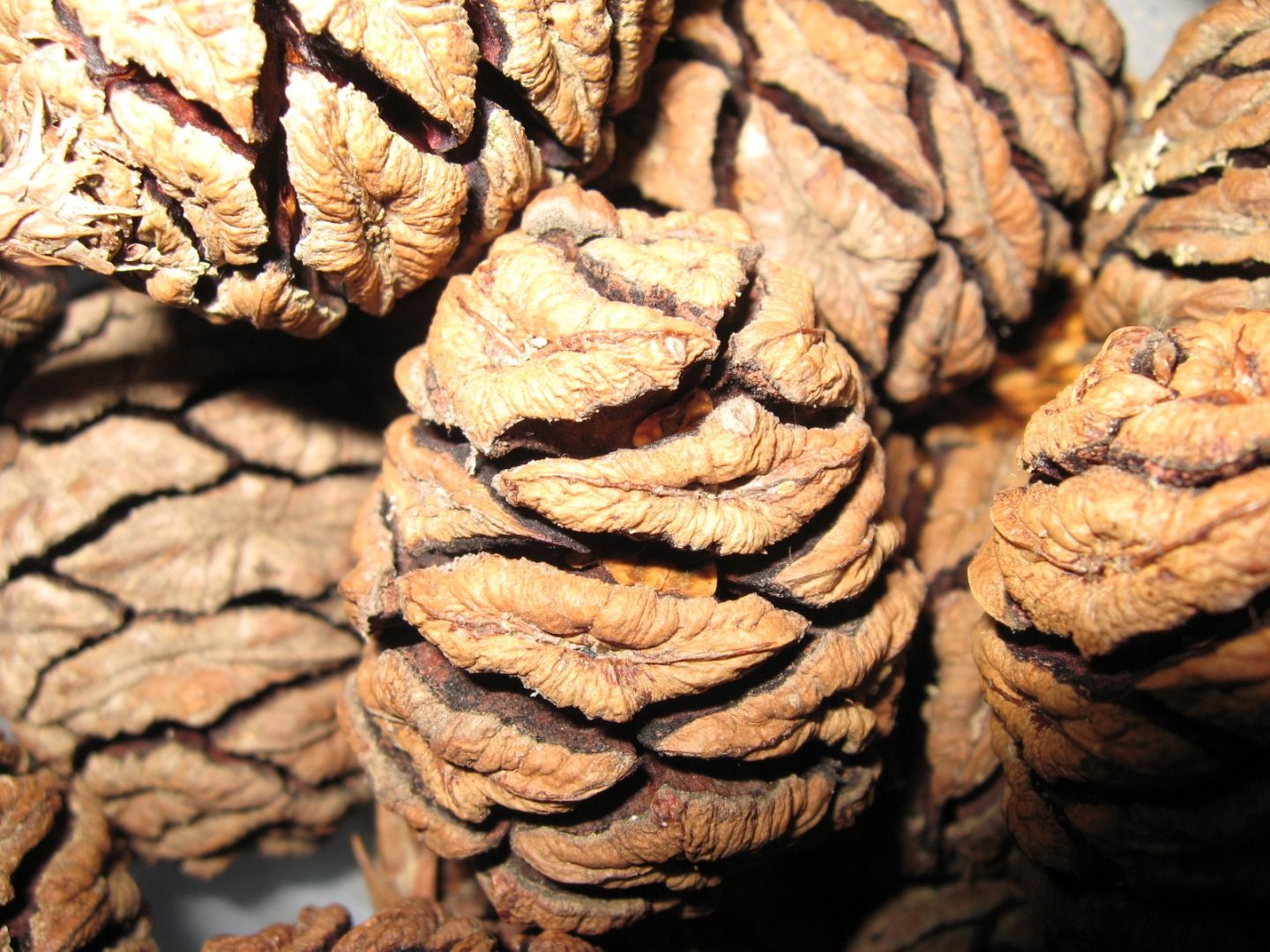 Grow Your Own Giant Sequoia Tree : 6 Steps (with Pictures) - Instructables