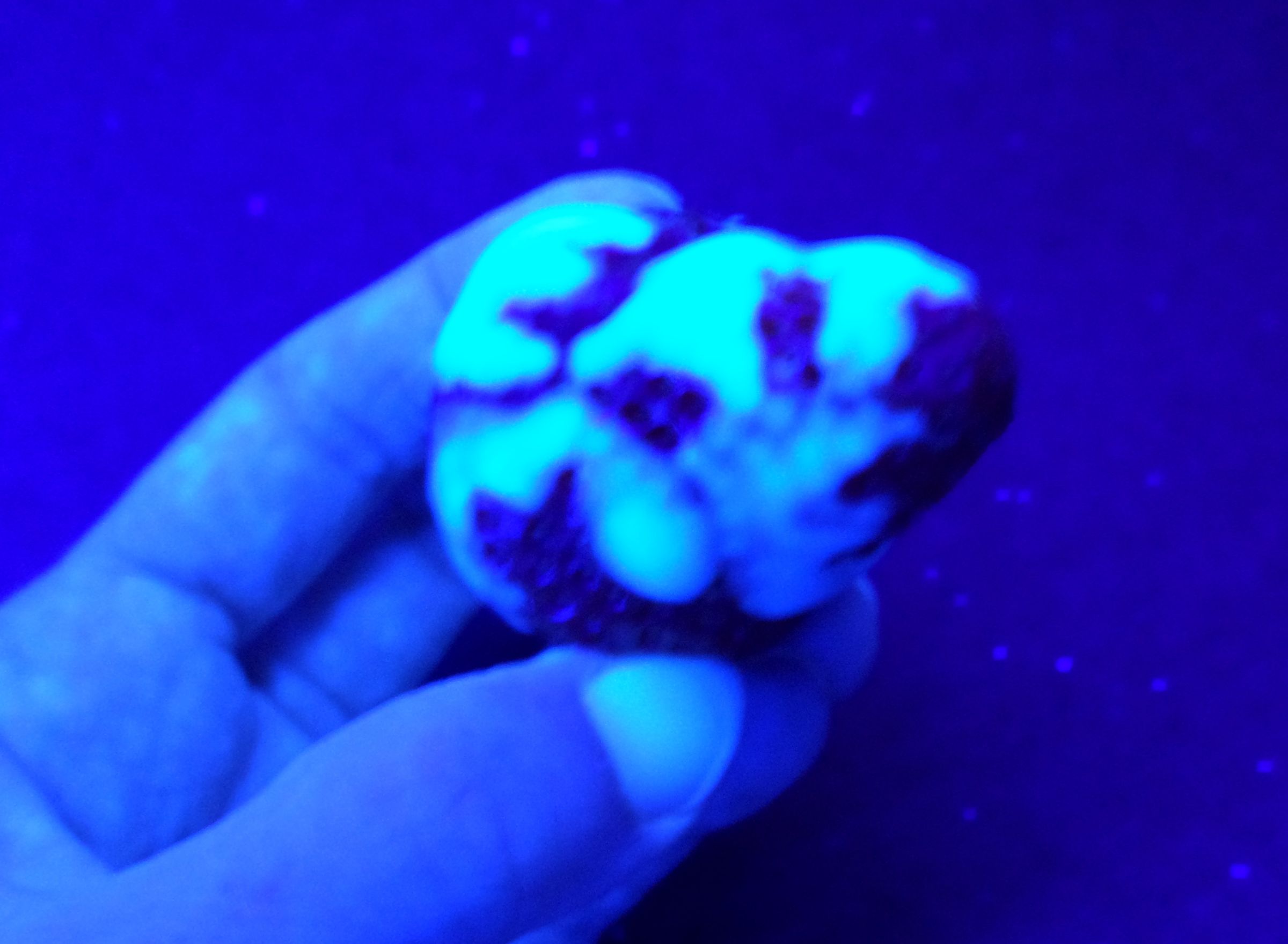 Glowing Edible Paint : 7 Steps (with Pictures) - Instructables