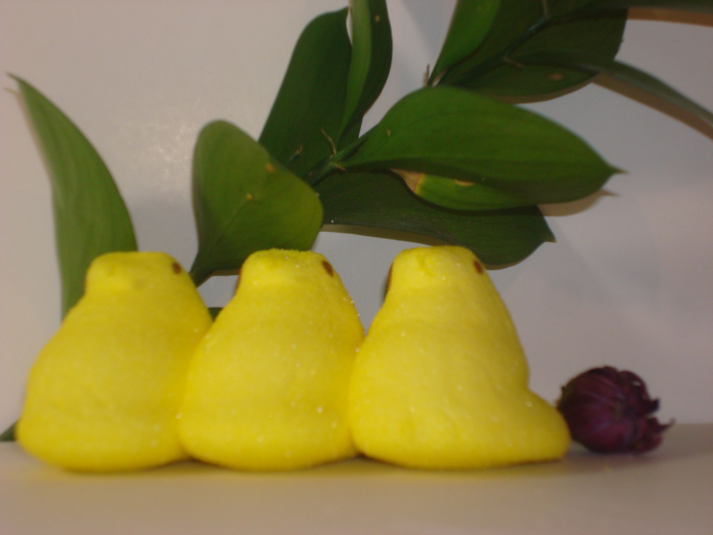 Fresh Cut Flower Preservative : 6 Steps - Instructables