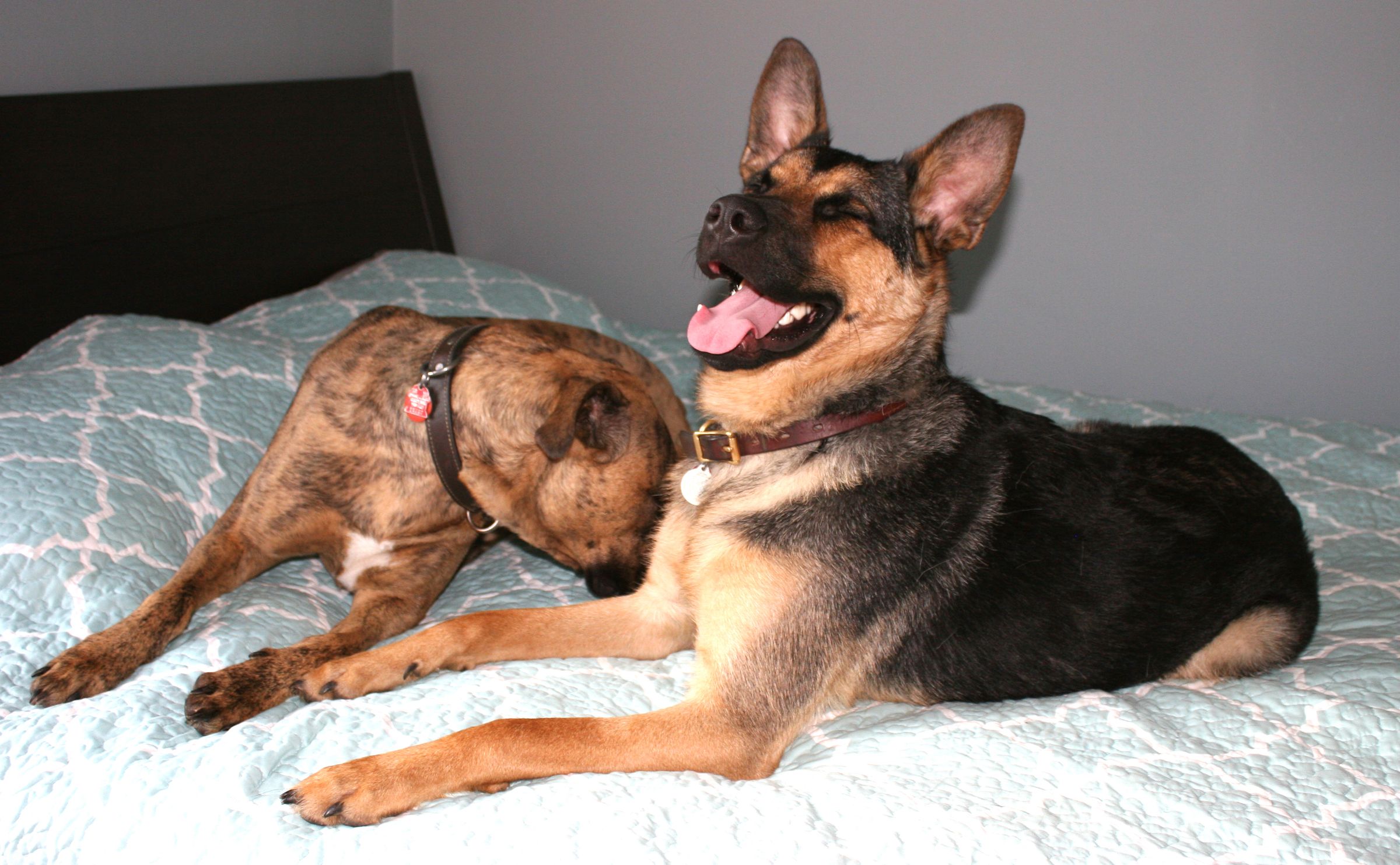Should Second Dogs Be Same Gender