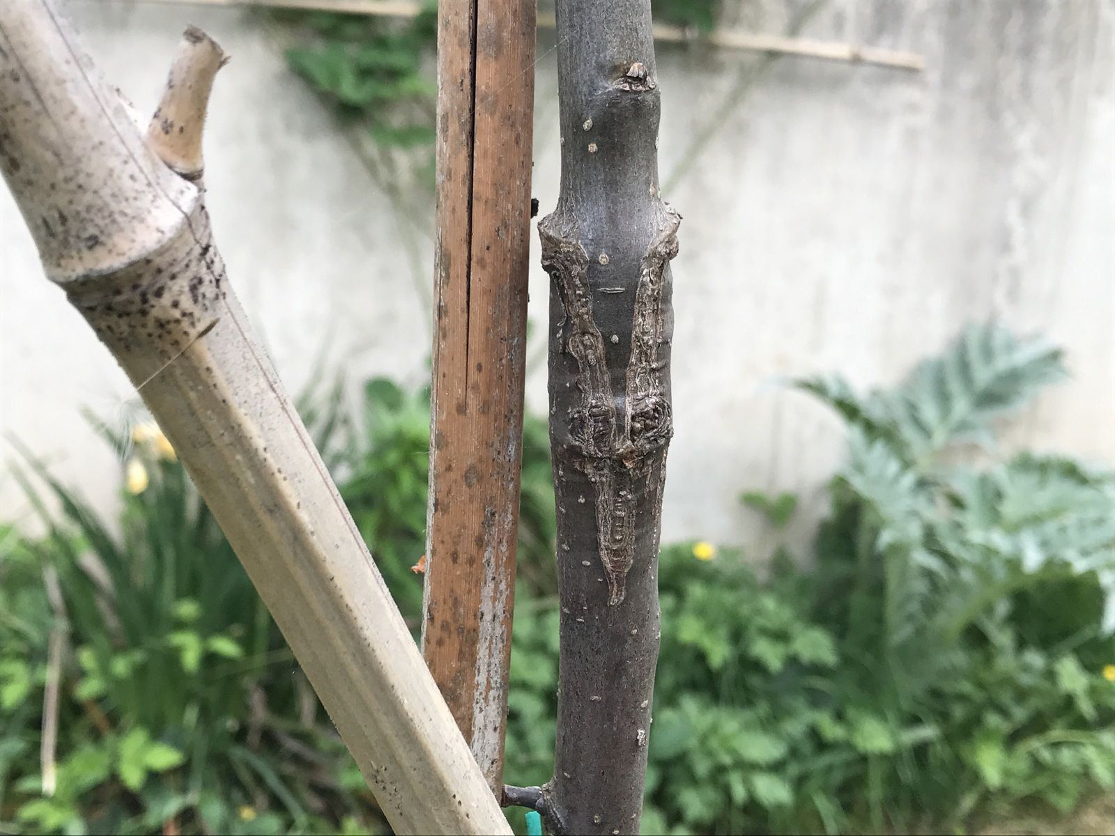 Simple Grafting Without Special Tools : 7 Steps (with Pictures ...