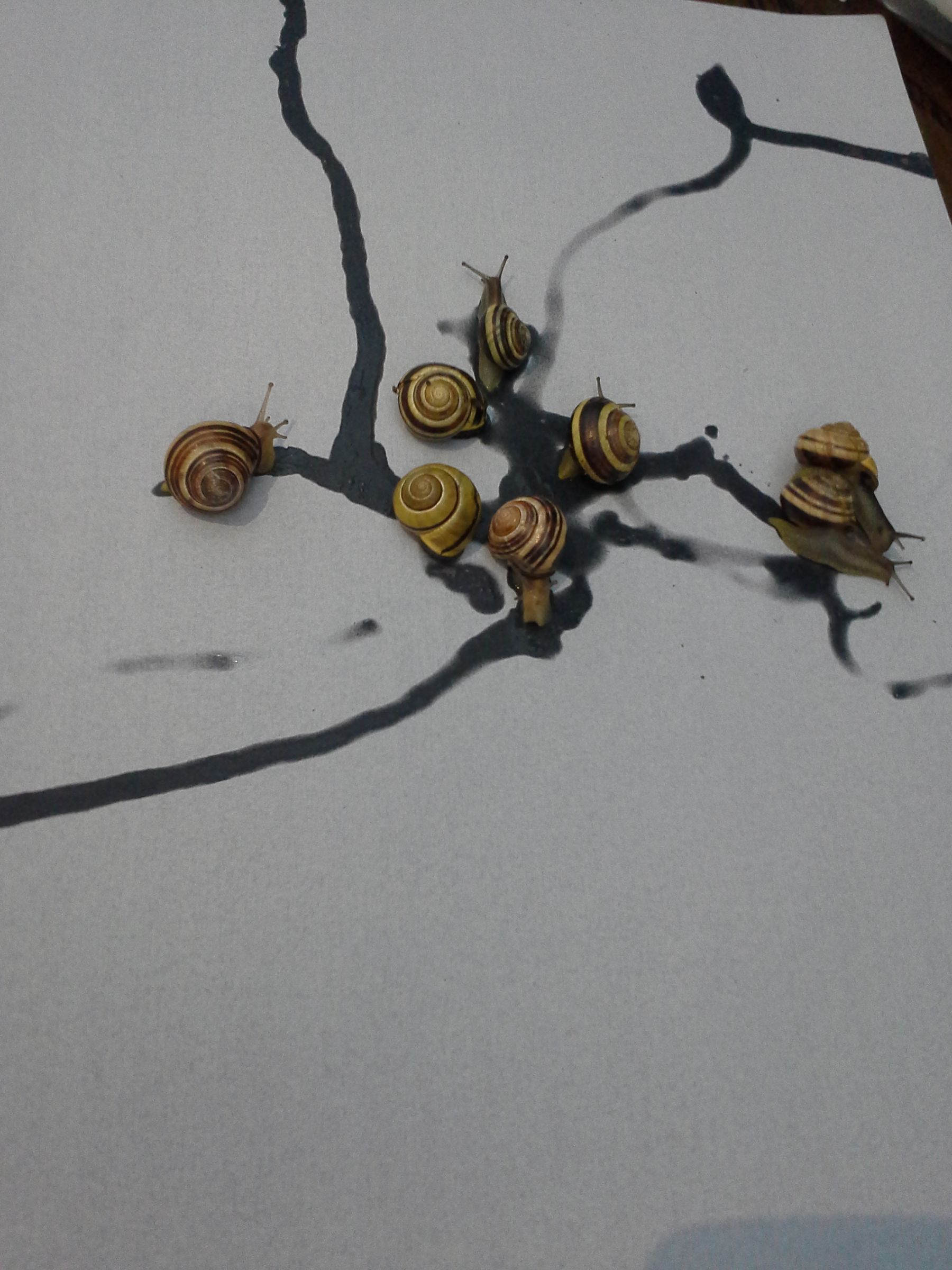 Snail Art: Making Art With Snails : 8 Steps (with Pictures) - Instructables