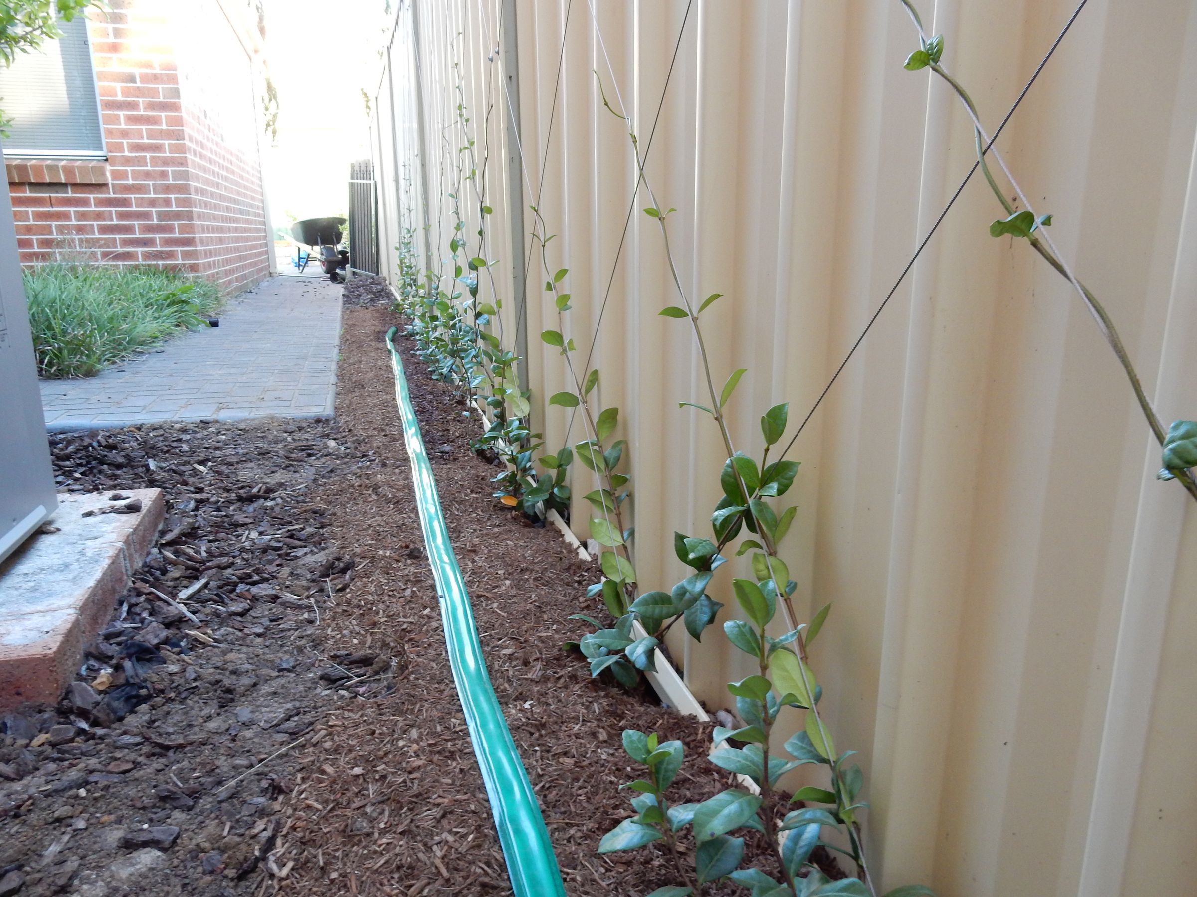 Garden Trellis and Climbing Hedge on Existing Fence WITH VIDEO : 7 ...